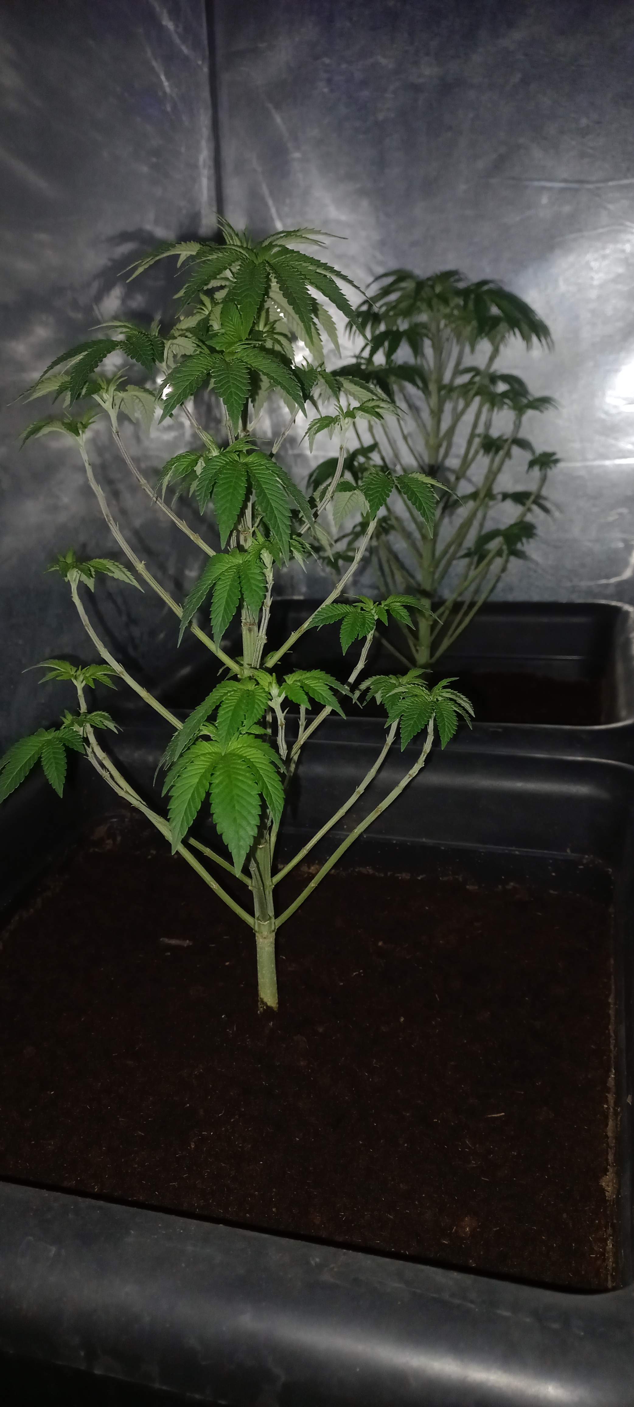 Plant. Too short grow question by Count_jones - GrowDiaries