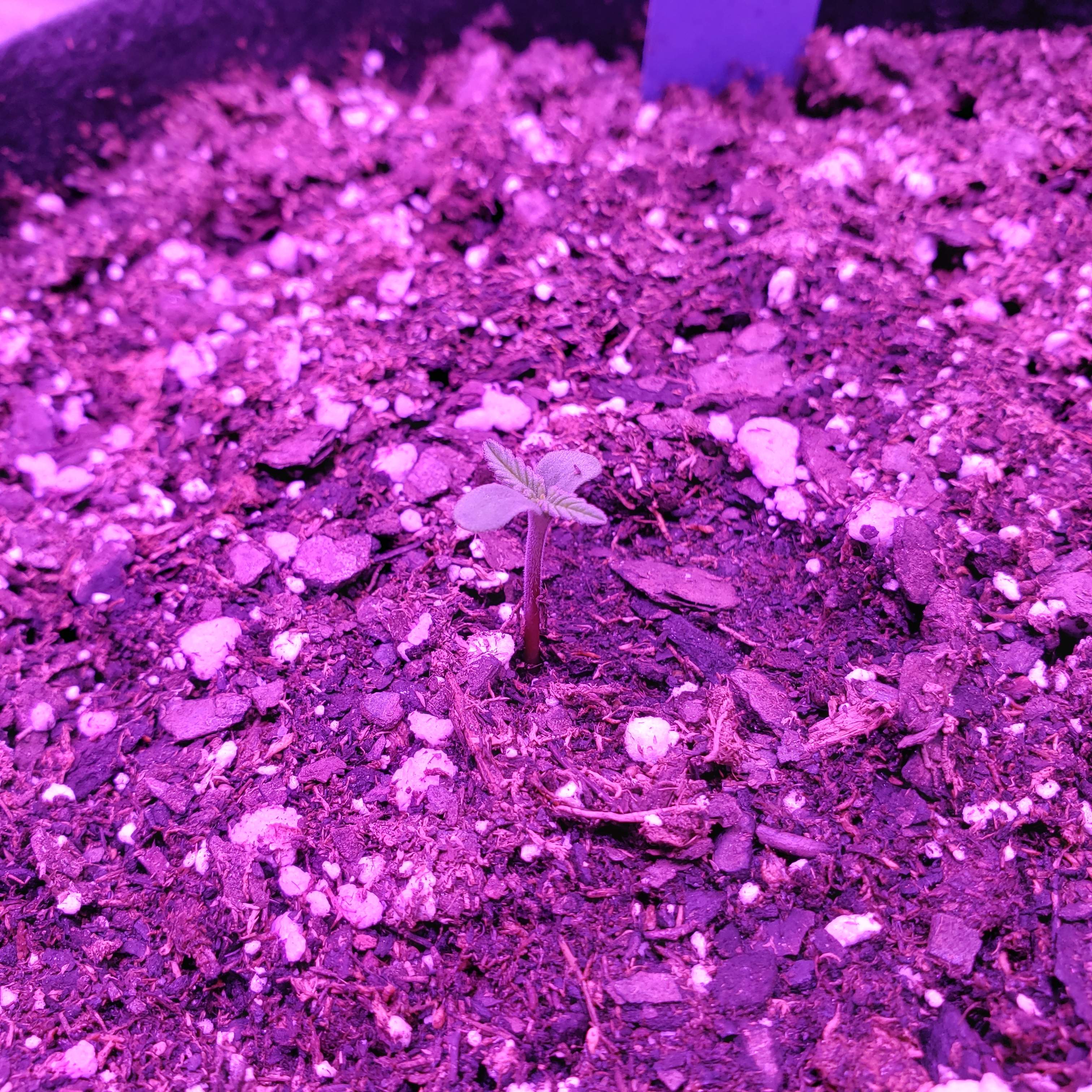 Seedsman Strawberry Cheesecake Auto grow diary (journal) week1 by ...