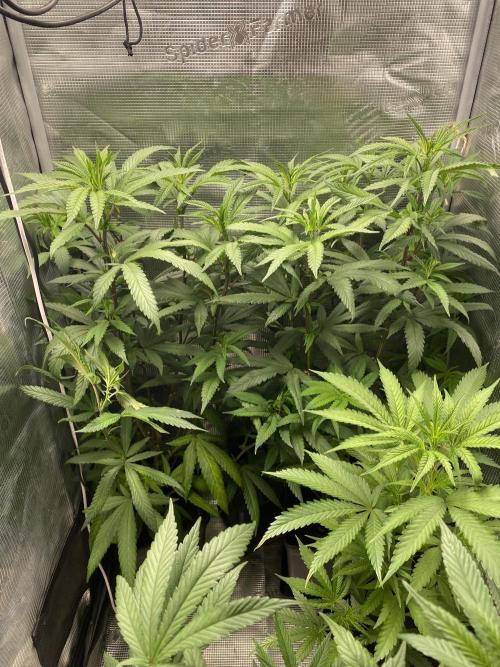 Grape Gas S1 2.0 grow journal by GrowPro3500 - GrowDiaries