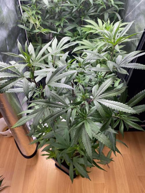Grape Gas S1 2.0 grow journal by GrowPro3500 - GrowDiaries