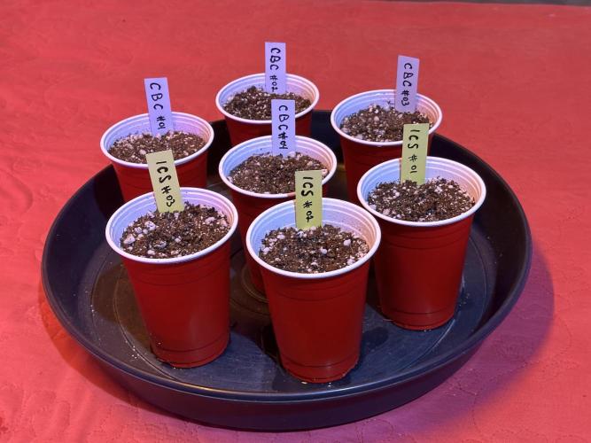 Collective Genetics (Cherry´n Berrys Cream + Ice Cream Sa...
