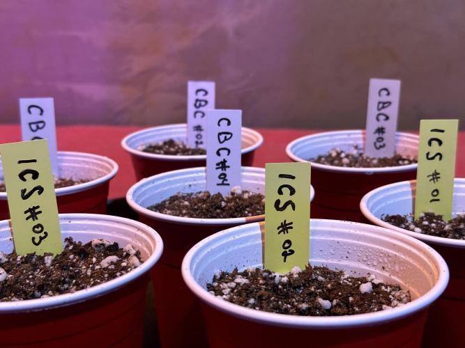 Collective Genetics (Cherry´n Berrys Cream + Ice Cream Sa...
