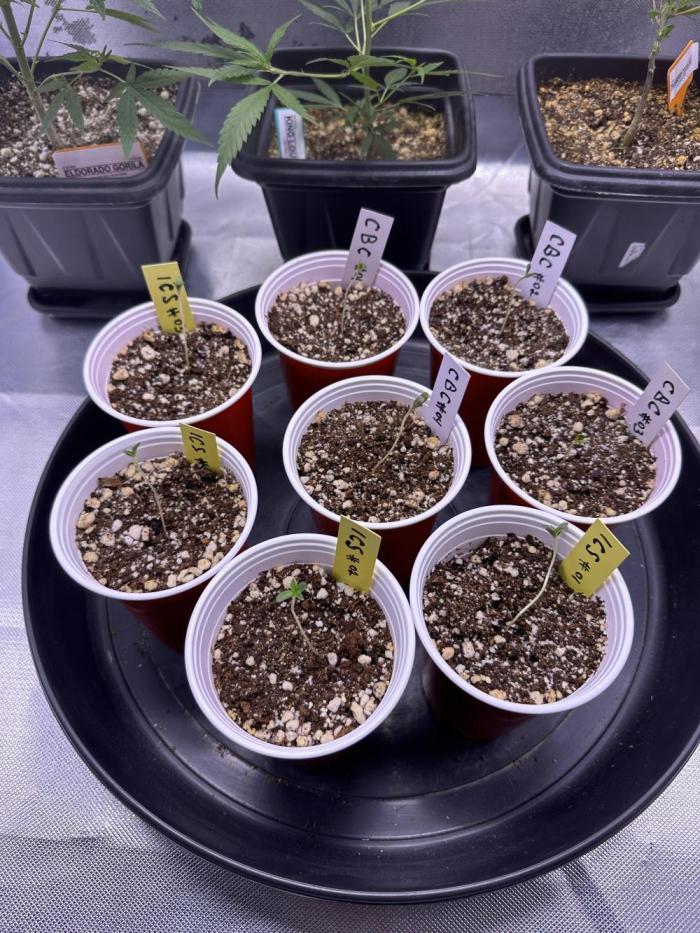 Collective Genetics (Cherry´n Berrys Cream + Ice Cream Sa...