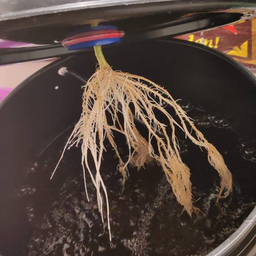 Runtz-O-Holic Clone. grow journal by Bipolar_Grower13 - GrowDiaries