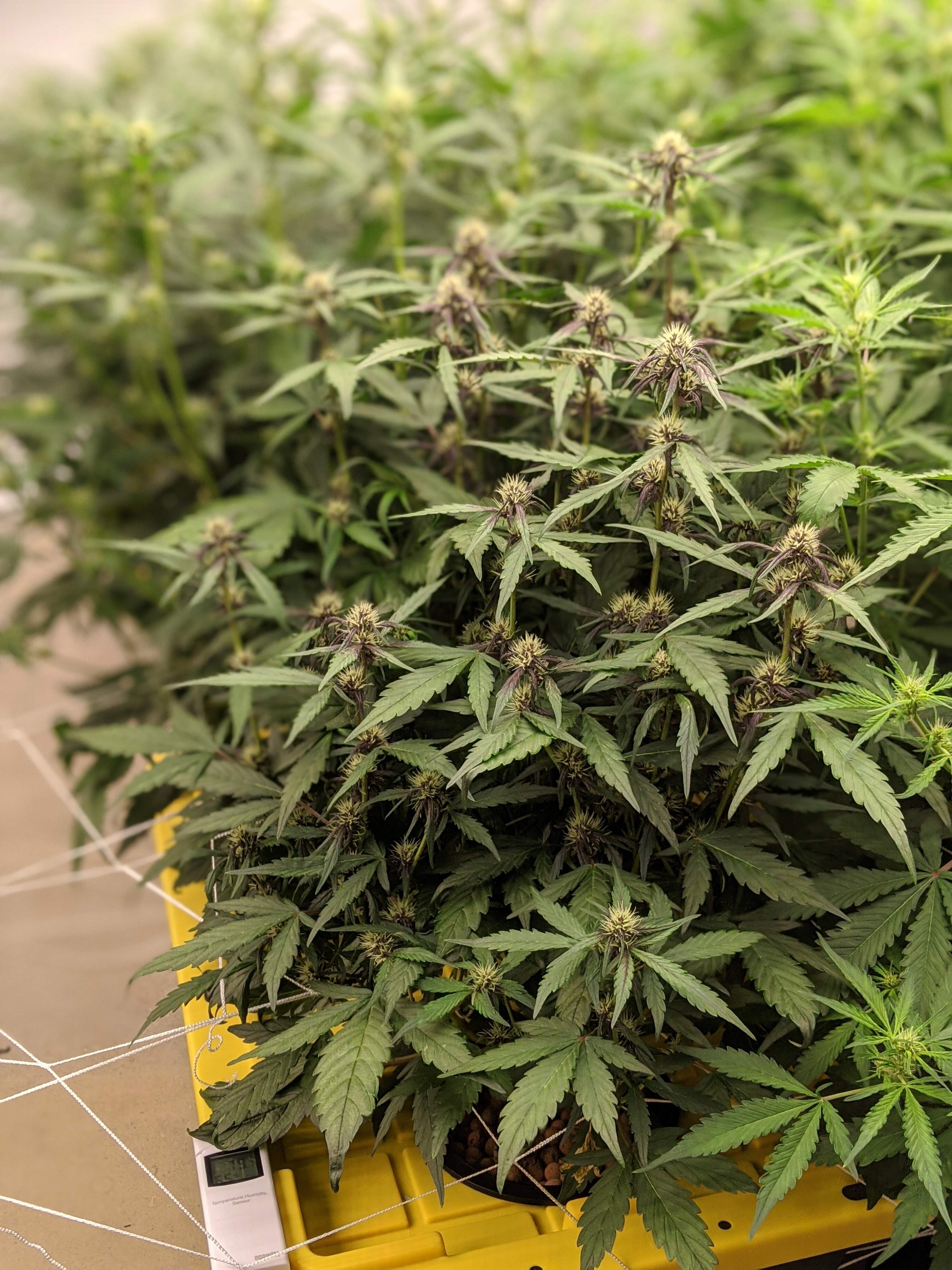 Fast Buds Purple Lemonade Auto grow diary (journal) week7 by Xanthur ...