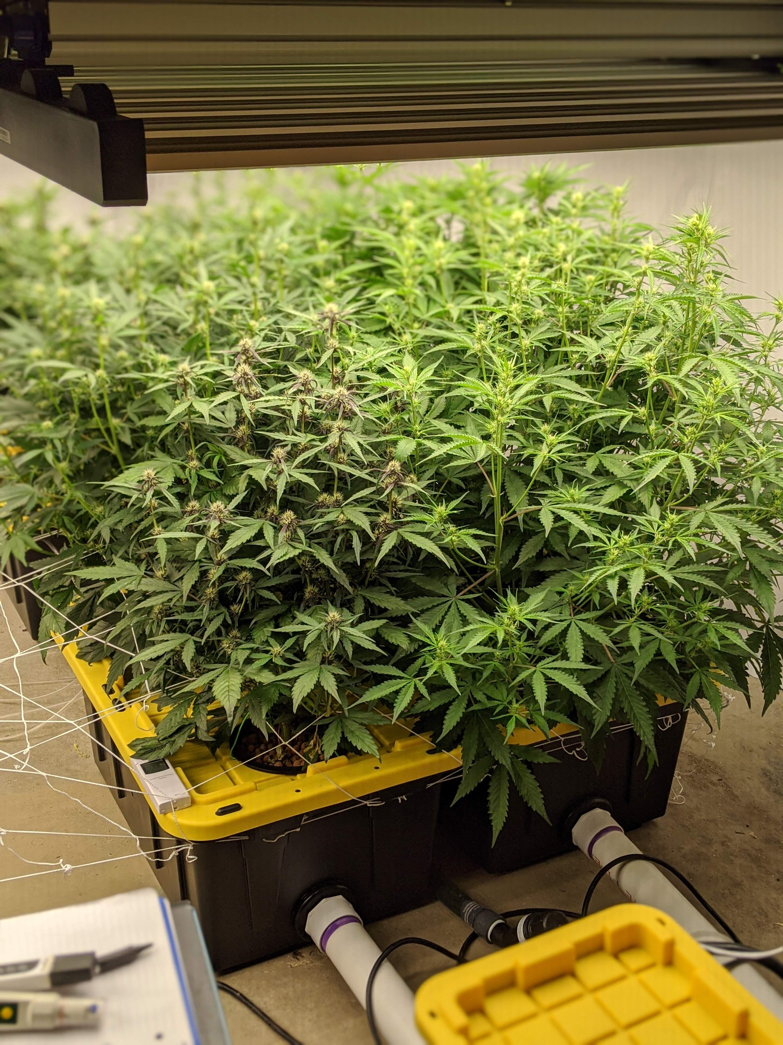Fast Buds Purple Lemonade Auto grow diary (journal) week7 by Xanthur ...