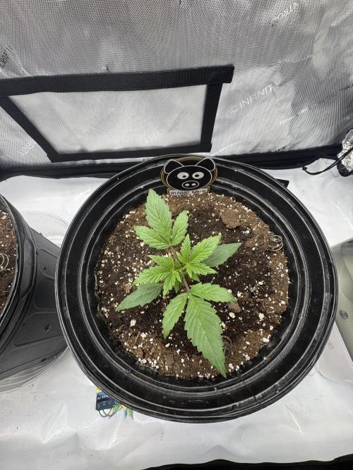 Blueberry Pie Oreoz, Mango Smile grow journal by centraltexasbuds ...
