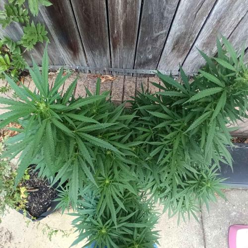 Girl Scout Cookies Girl Scout Cookies [OG Kush x Durban Poison] grow ...