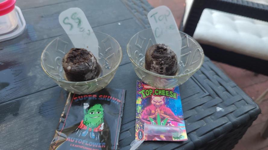 Super Skunk, Top Cheese grow journal by JanPampoen - GrowDiaries