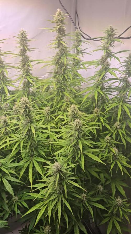 Gorilla Cookies Auto Seeds by Fast Buds - GrowDiaries