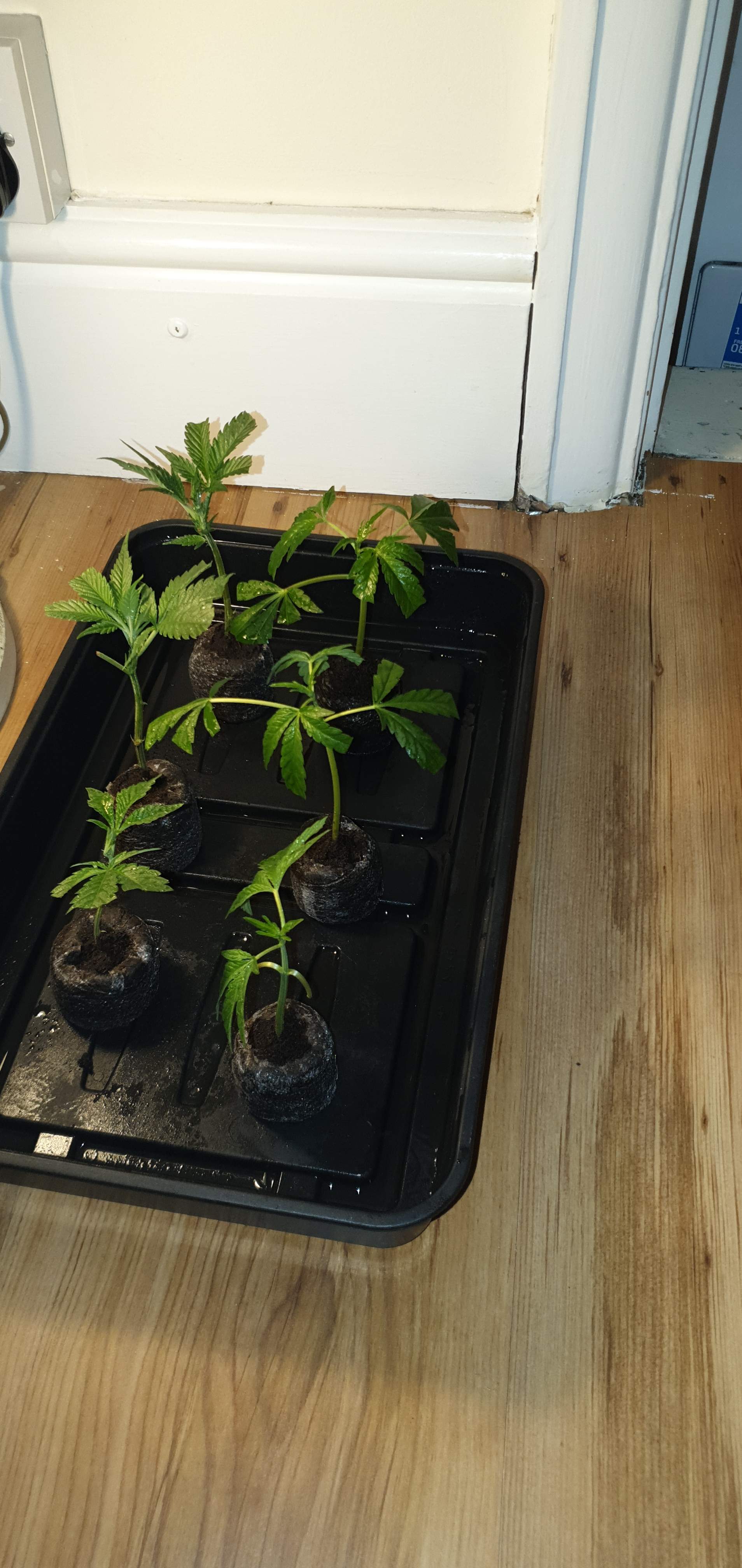 Clones bit droopy this morning grow question by Bdawg - GrowDiaries
