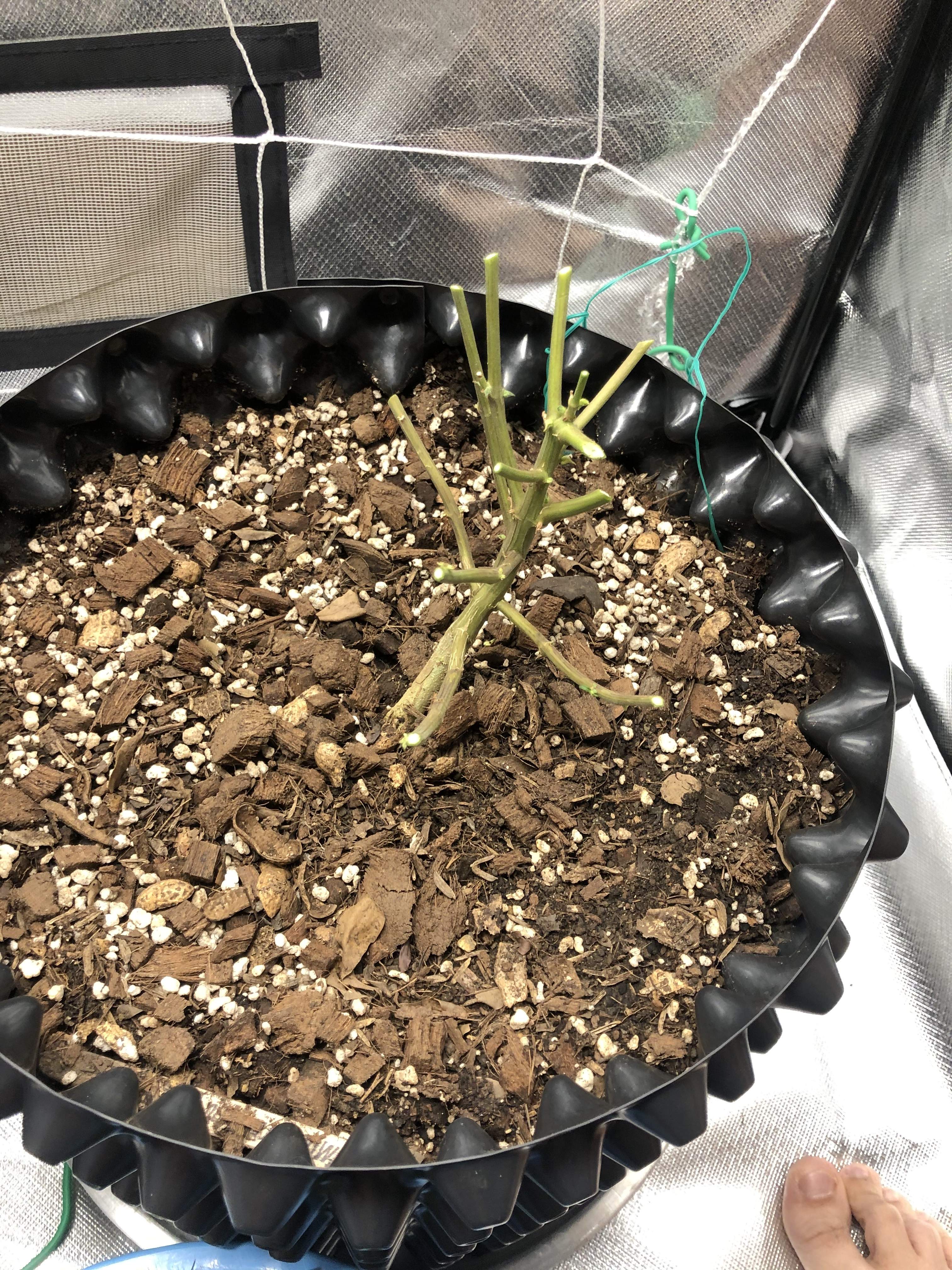 Fast Buds Smoothie Auto grow diary (journal) harvest10 by theplar ...