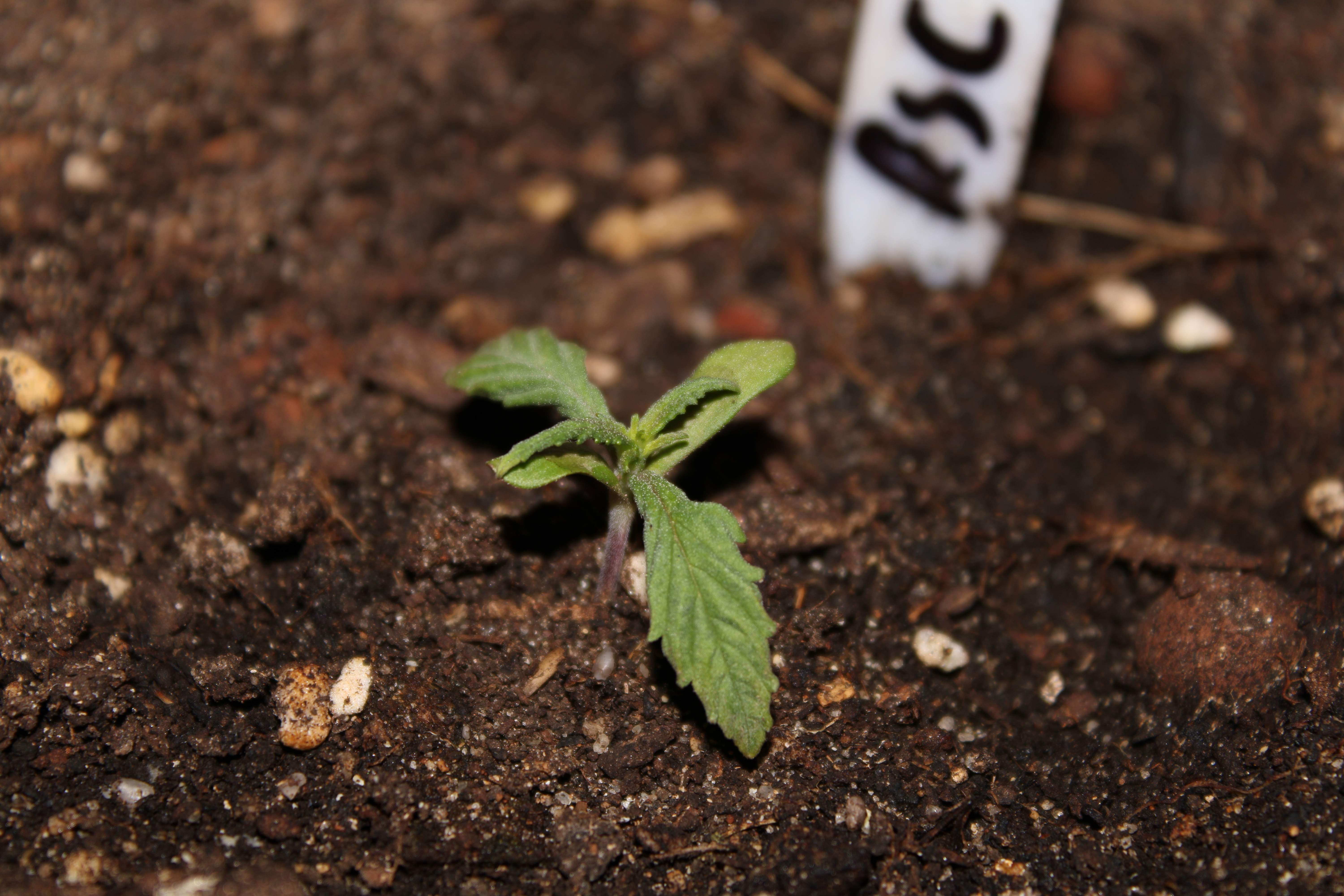 Malawi Gold 5 grow diary (journal) week2 by Grey_Wolf - GrowDiaries