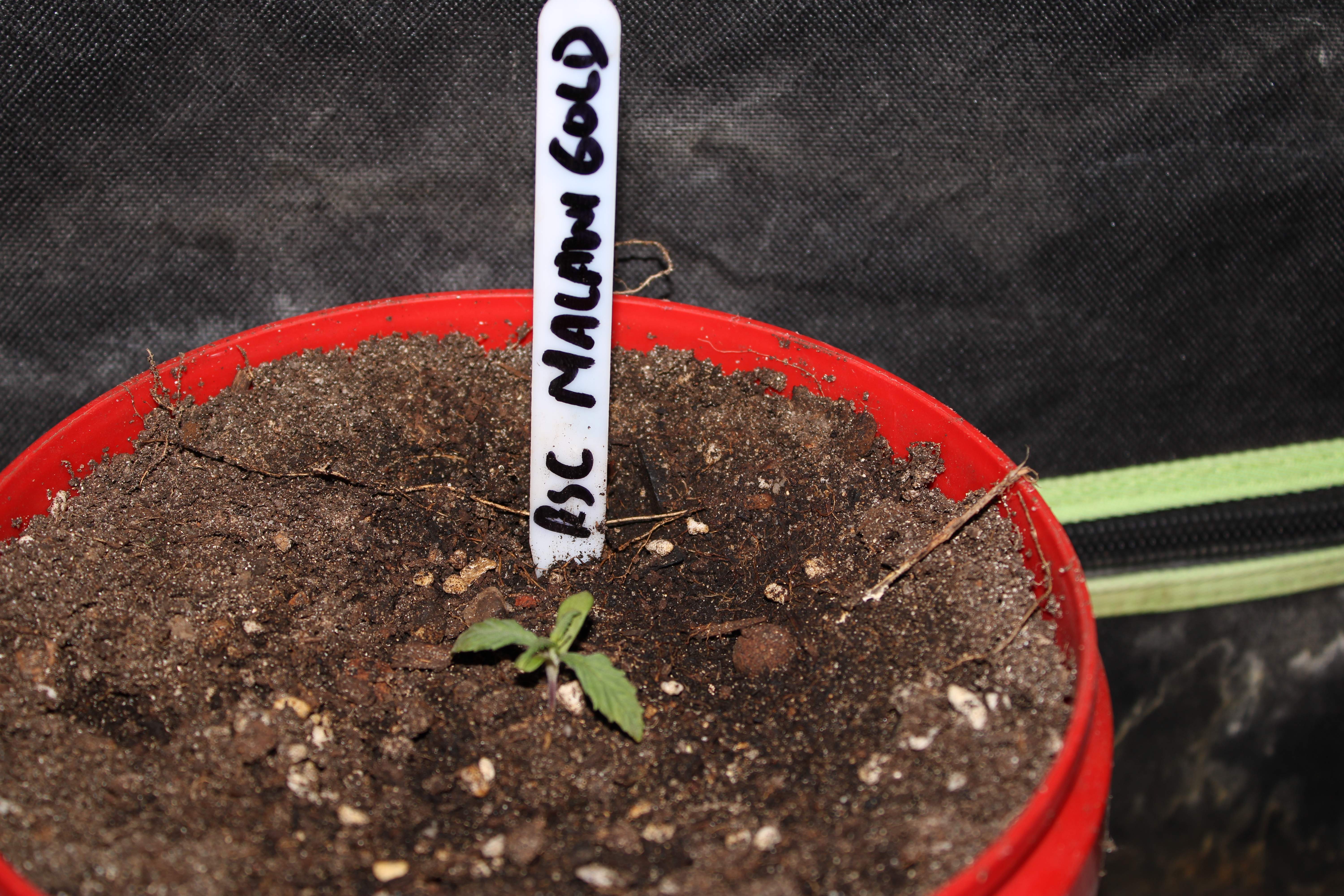 Malawi Gold 5 grow diary (journal) week2 by Grey_Wolf - GrowDiaries