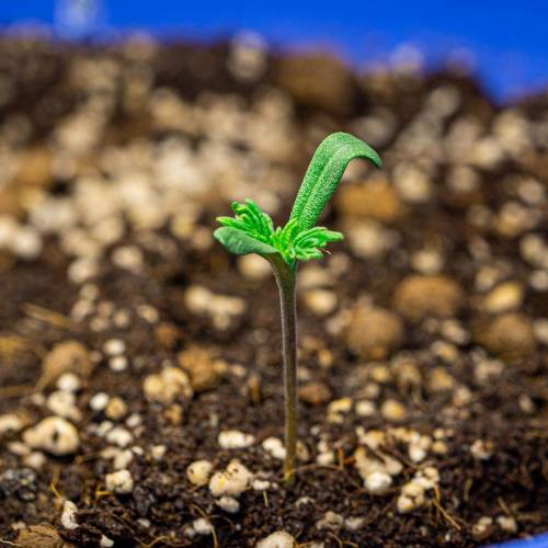 00seeds 00 KUSH grow journal by Mozambique - GrowDiaries