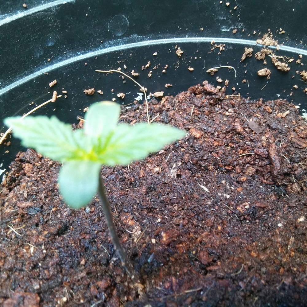 Bomb Seeds THC Bomb grow journal by TheNSA - GrowDiaries