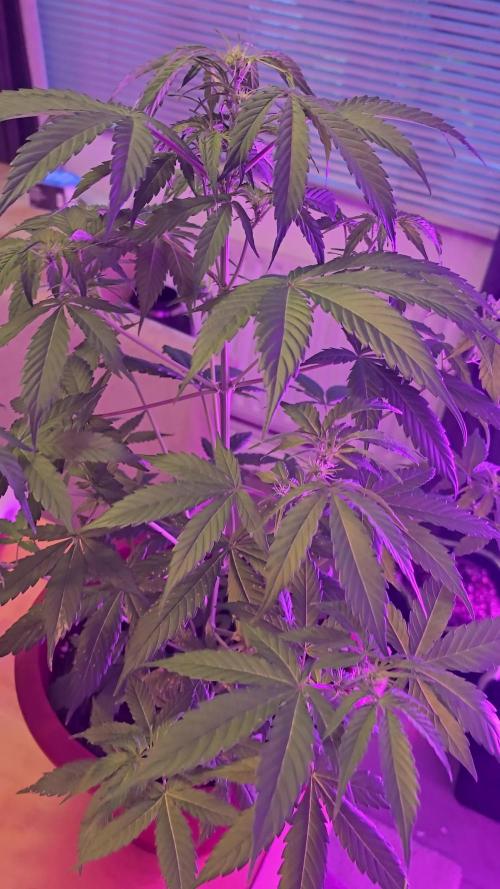 Hyperion F1 Seeds by Royal Queen Seeds - GrowDiaries
