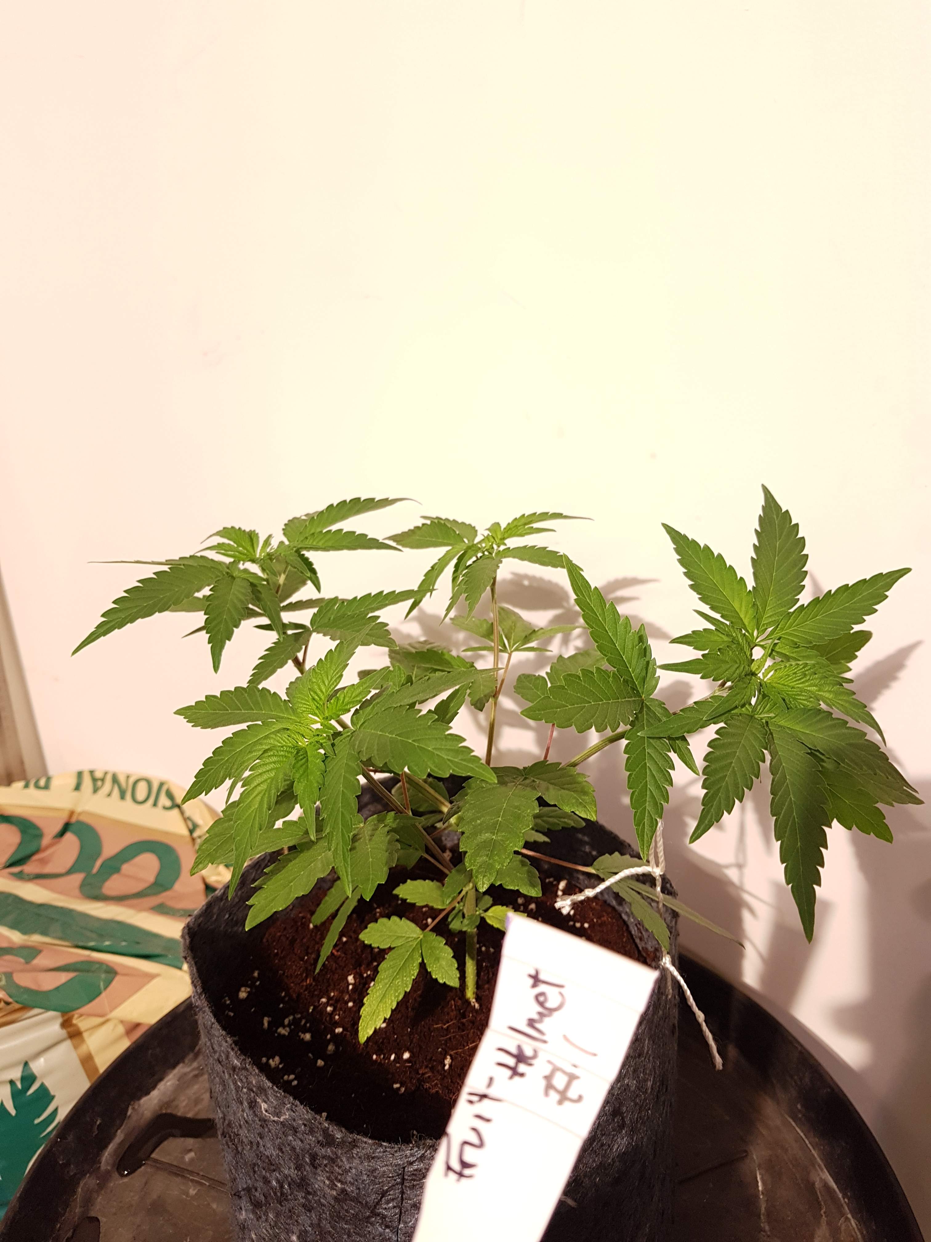 Fruit Helmet 3 grow diary (journal) week7 by TheFoxFarmer - GrowDiaries