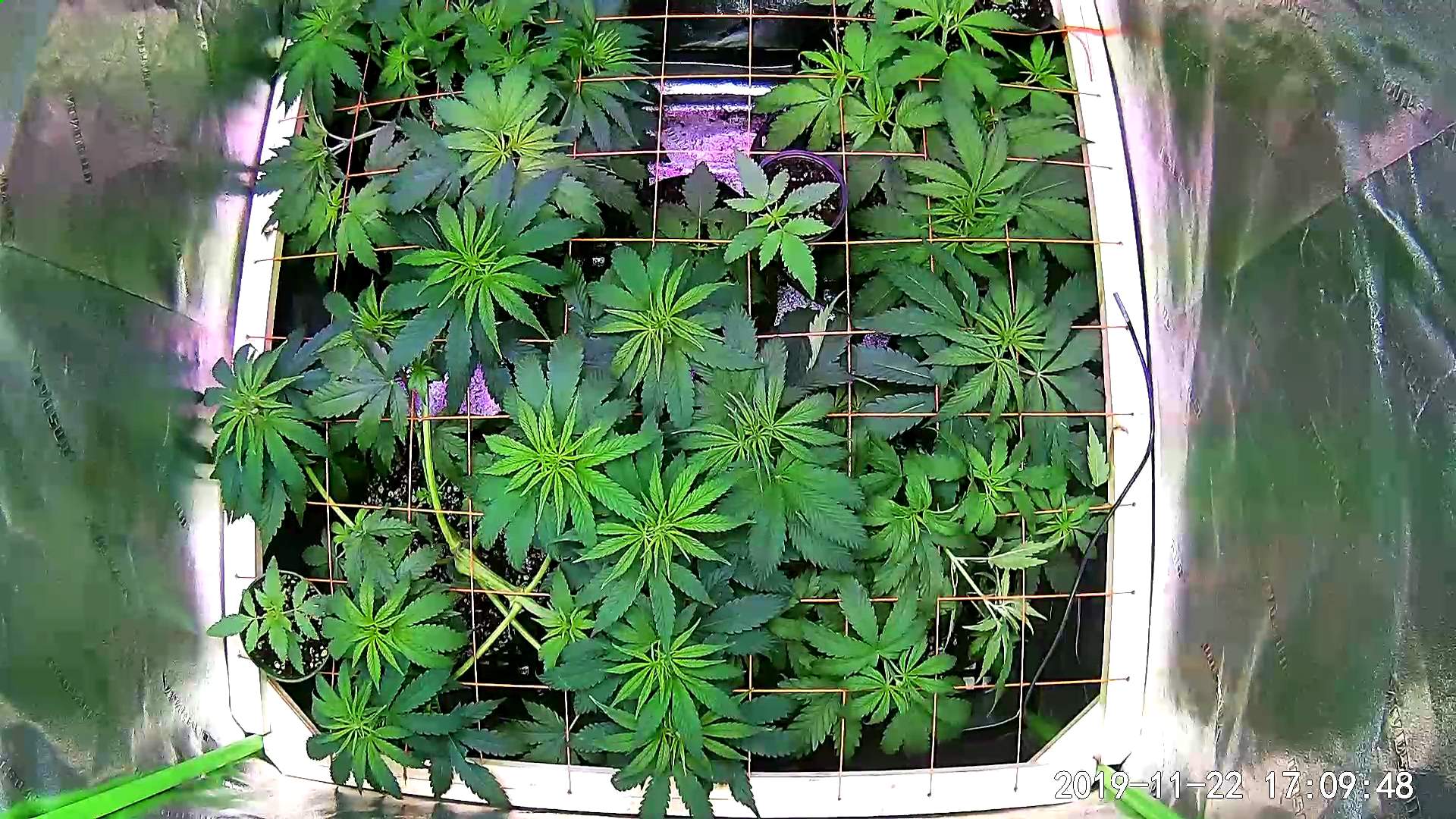 Chocolope grow diary (journal) week6 by scrogathon - GrowDiaries