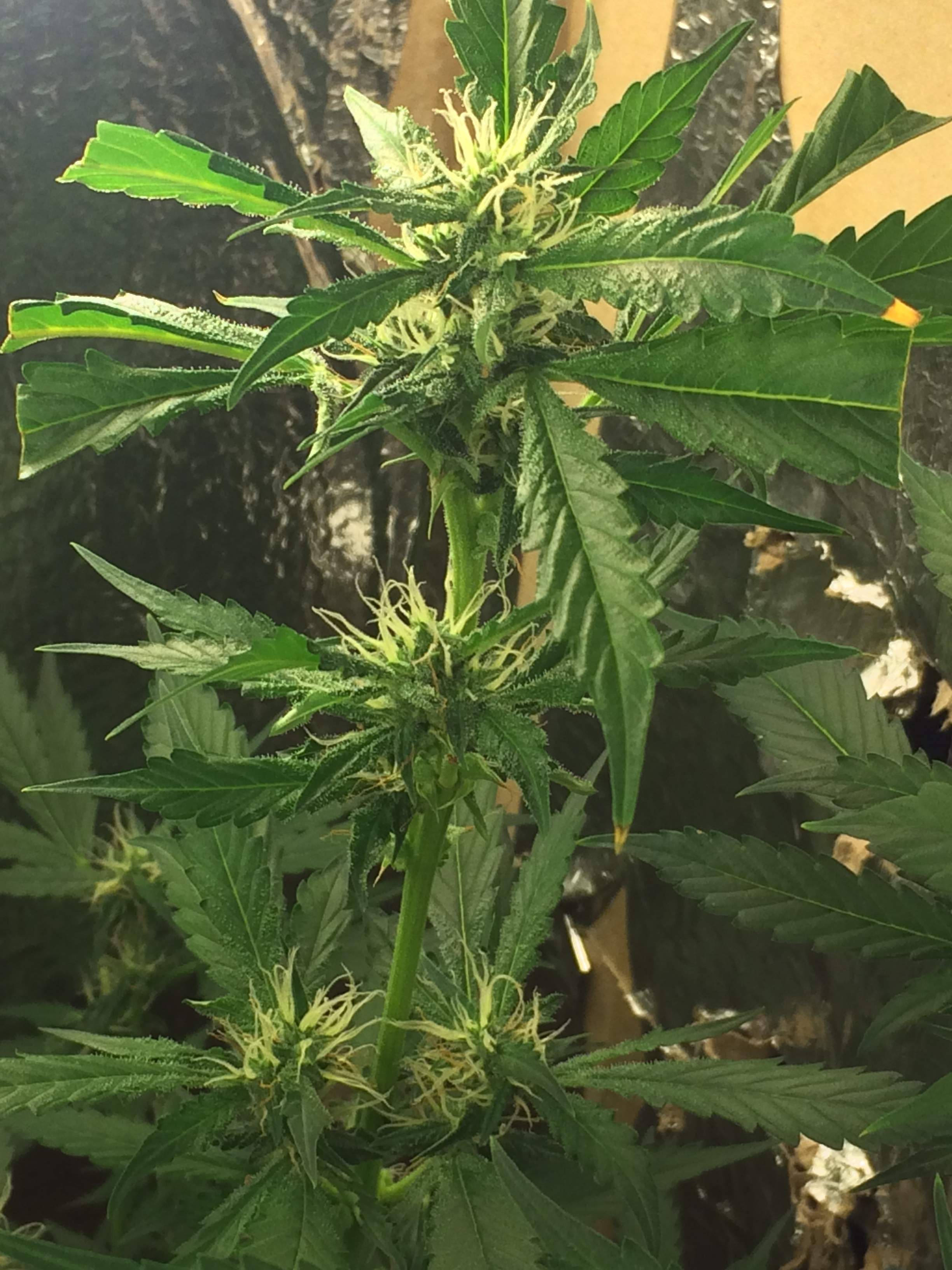 Royal Queen Seeds Quick One grow diary (journal) 2 week8 by ZeroErro ...