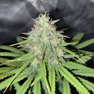 Cream Mandarine Auto® / Sweet Seeds strain info - GrowDiaries
