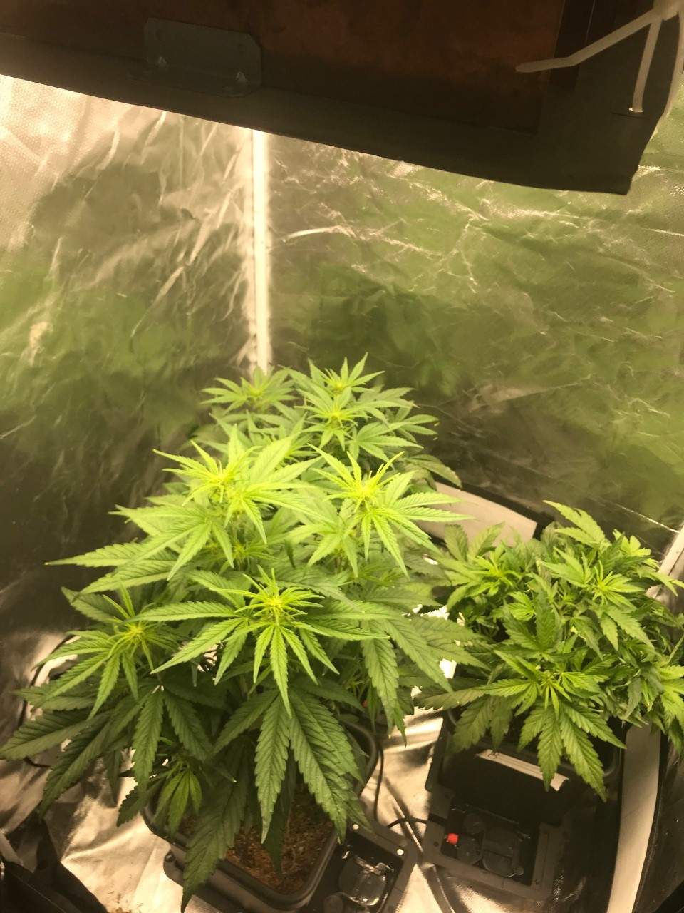 Dinafem Moby Dick XXL Auto, Dinafem Cheese XXL Autoflowering grow diary ...