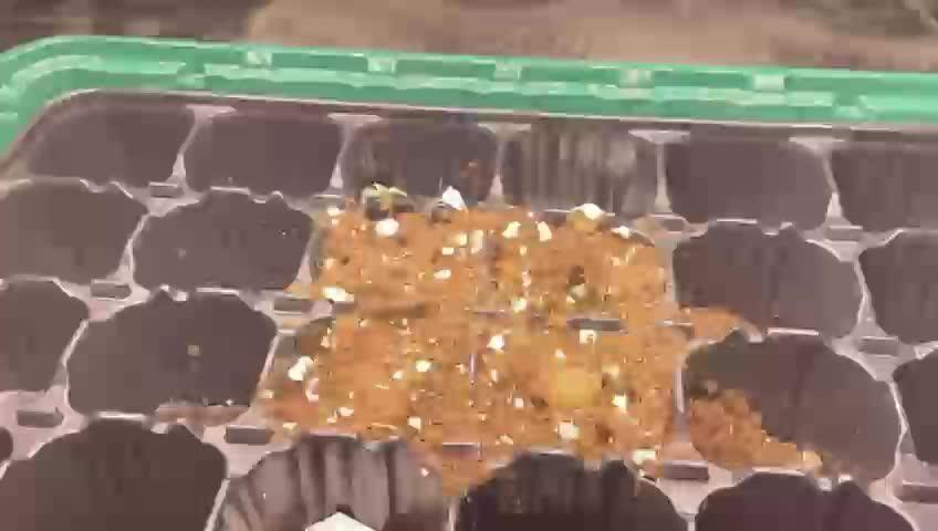 Hyperion F1 Seeds by Royal Queen Seeds - GrowDiaries