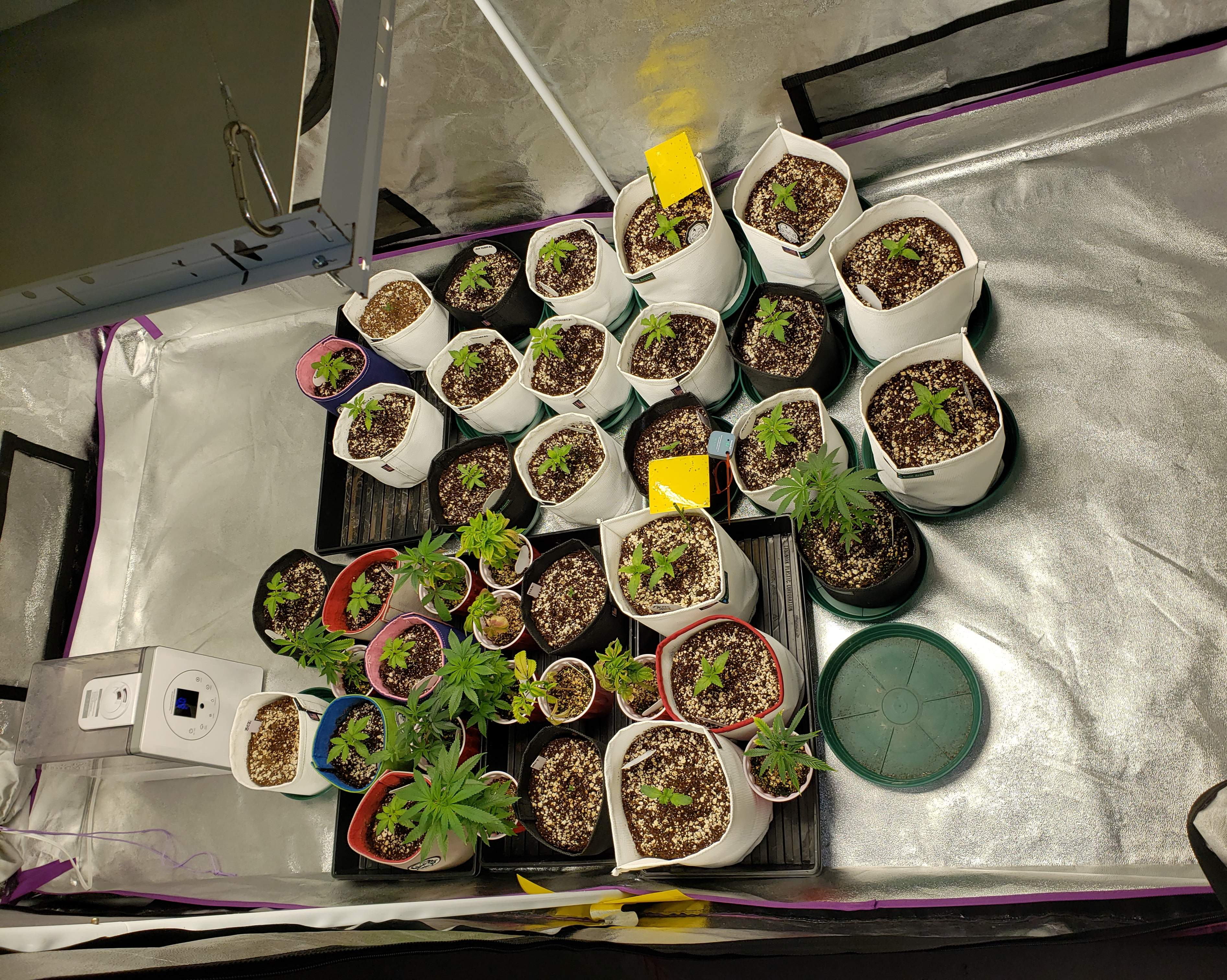 ETHOS Genetics Mandarin Cookies R1 V2 grow diary (journal) week2 by ...