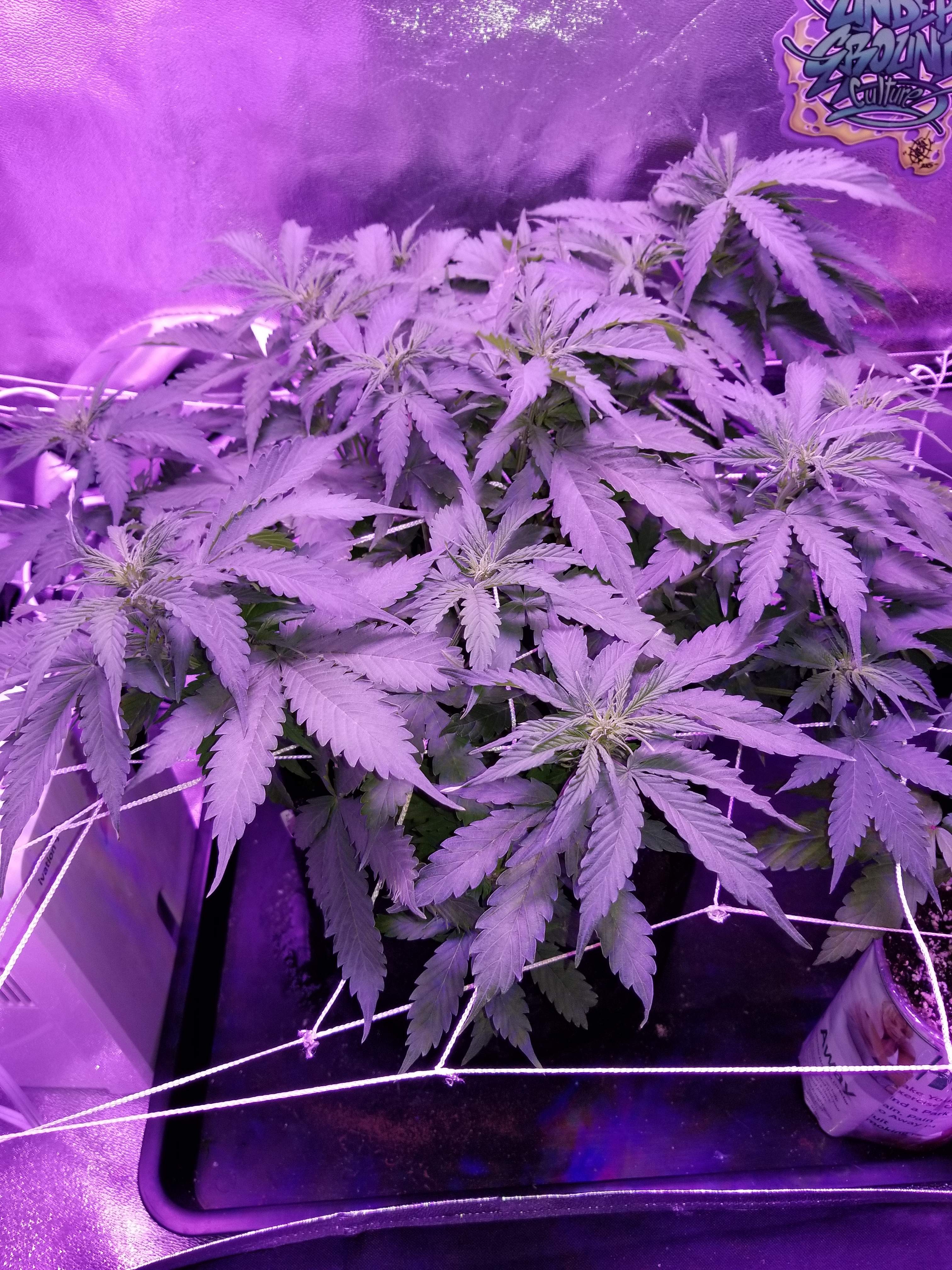 Seedsman Lemon Auto grow diary (journal) week9 by JuggaGROWrX - GrowDiaries