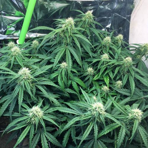 ILGM White Widow Autoflower, ILGM Blueberry Autoflower, ILGM Jack Herer ...