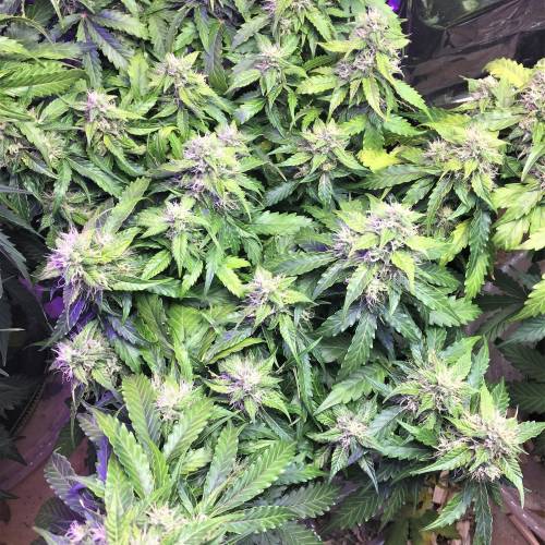 ILGM White Widow Autoflower, ILGM Blueberry Autoflower, ILGM Jack Herer ...