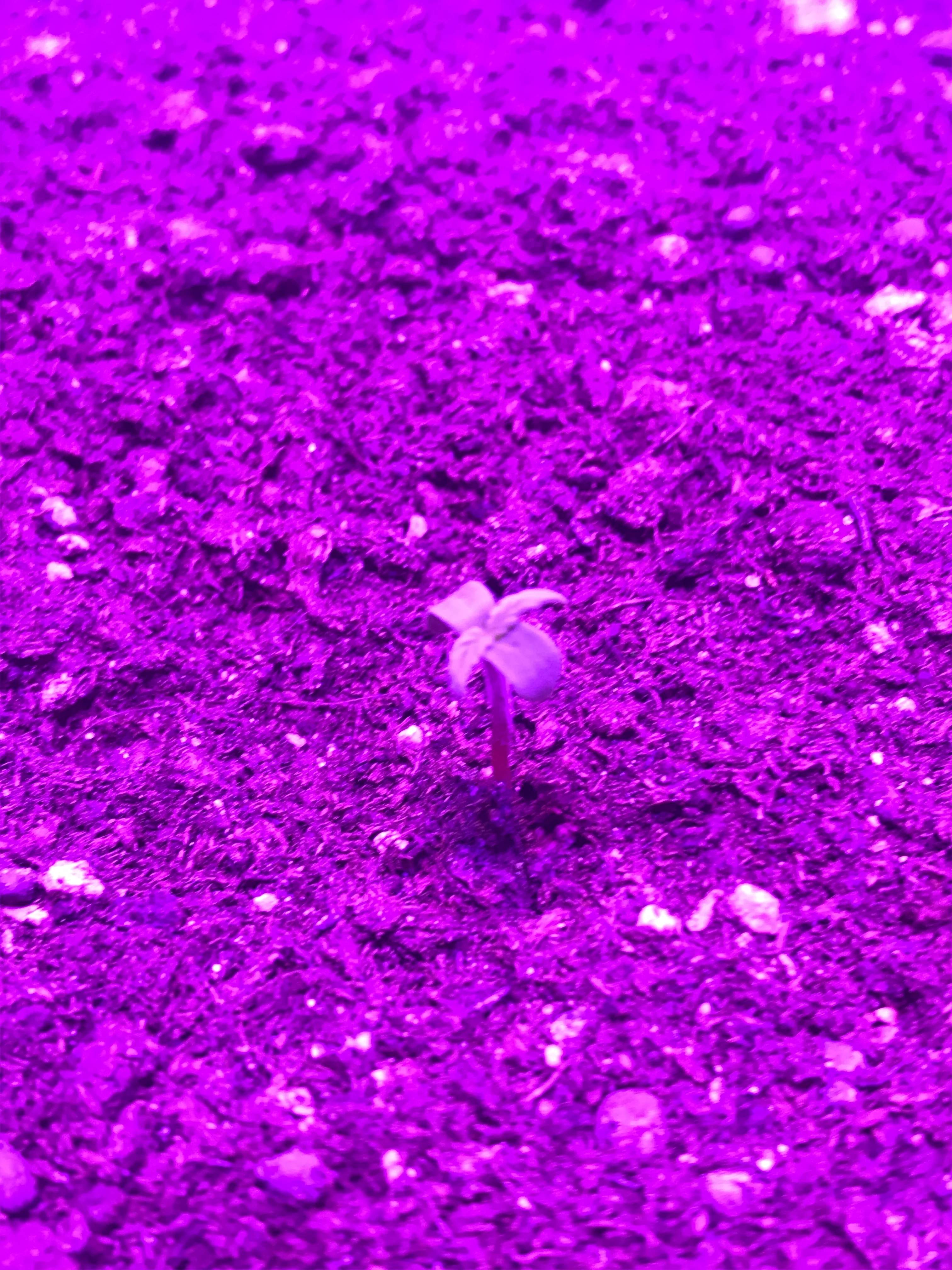 Auto gelato samba grow diary (journal) week1 by Snejk420 - GrowDiaries