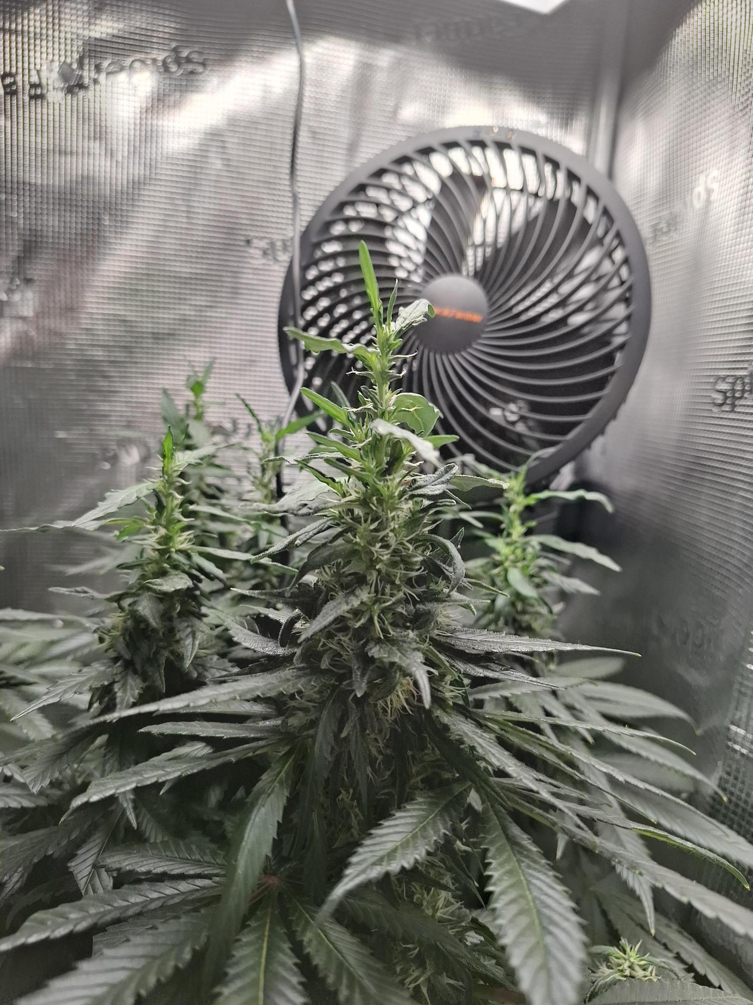 Accidental re-veg during flowering grow question by igothomefromwork ...