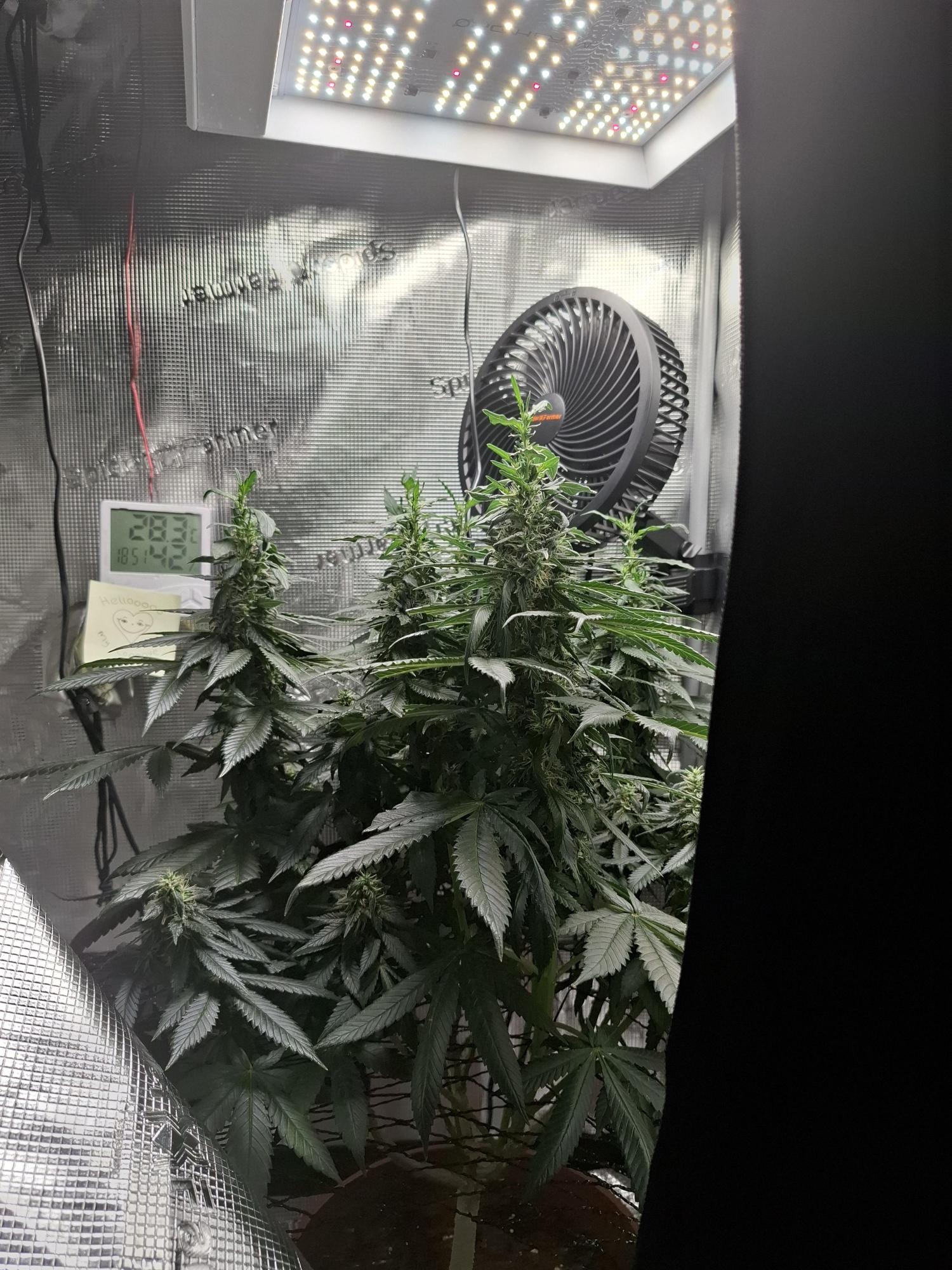 Accidental re-veg during flowering grow question by igothomefromwork ...