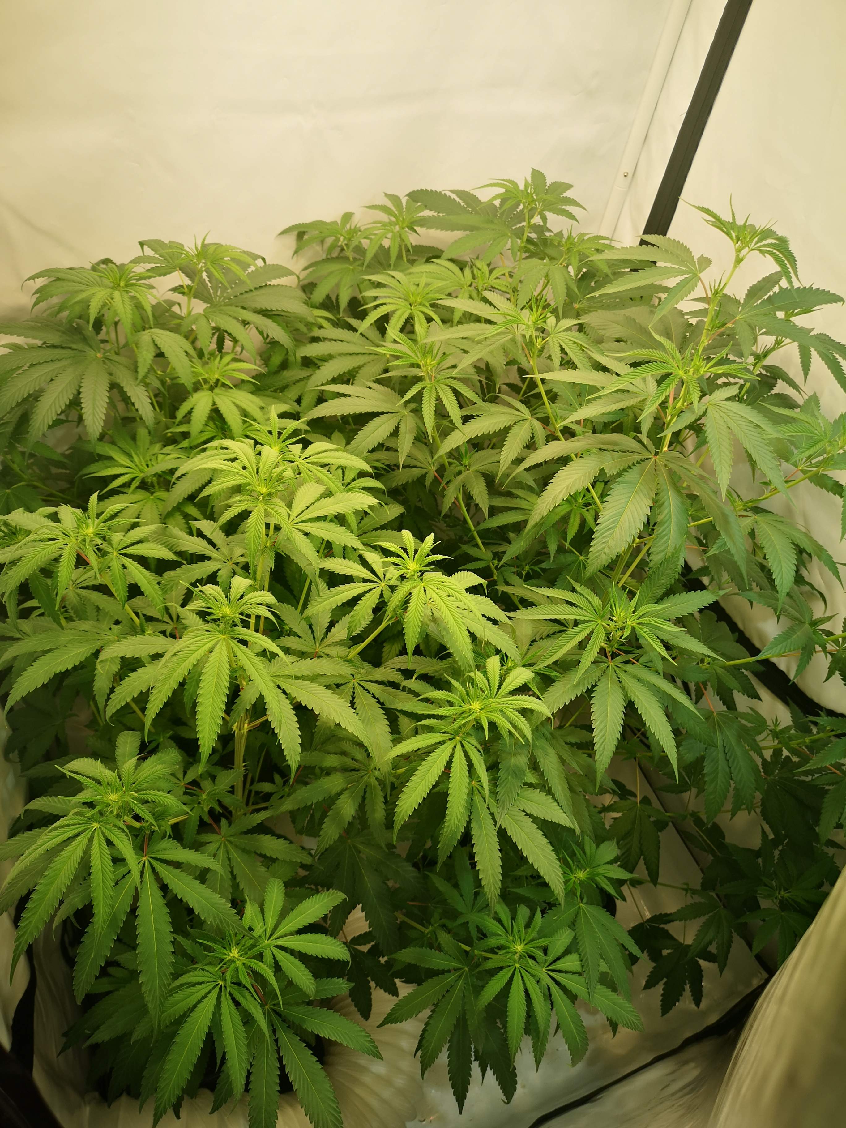 Zamnesia Seeds Runtz grow diary (journal) week8 by Belivitez - GrowDiaries