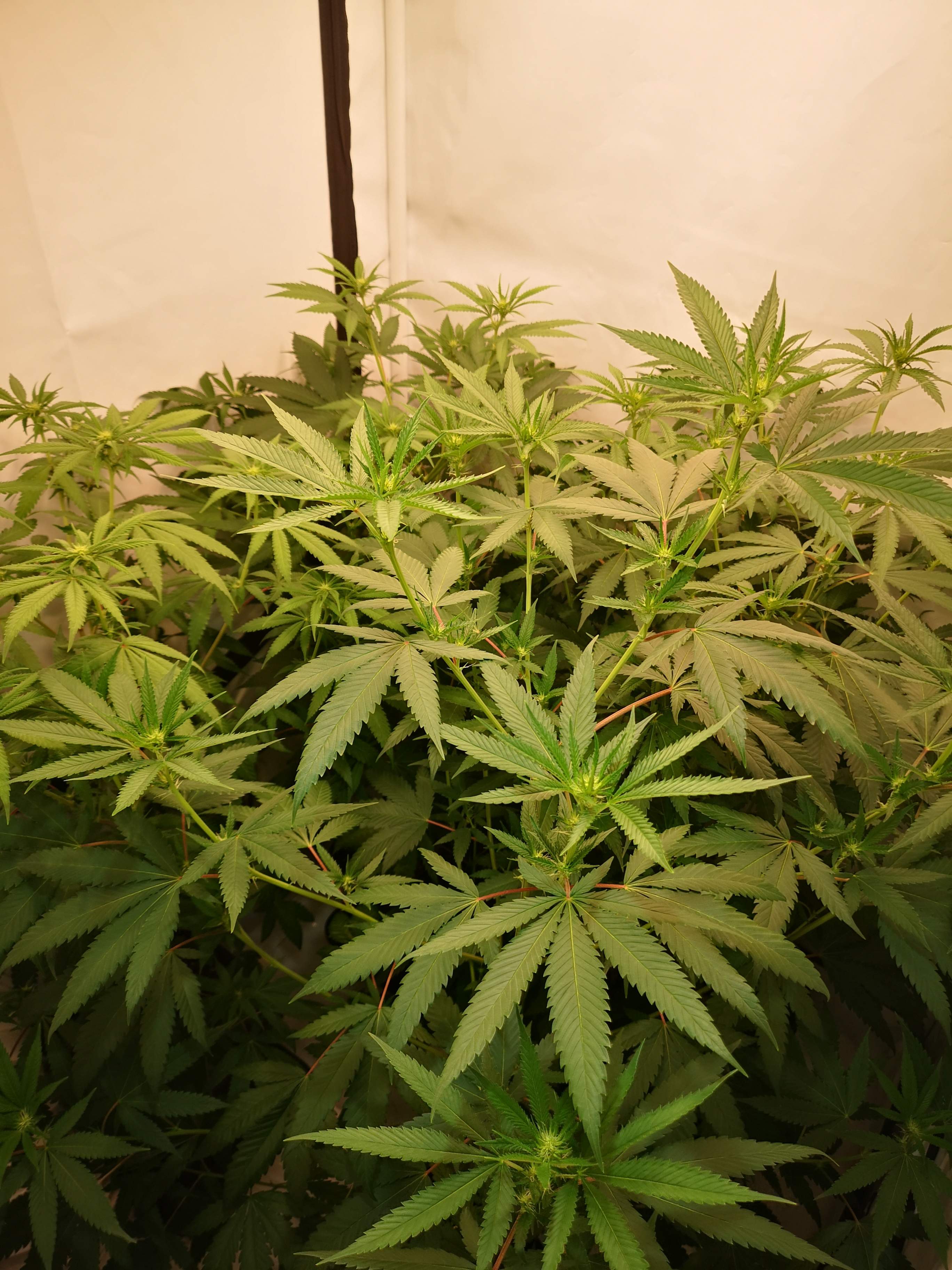 Zamnesia Seeds Runtz grow diary (journal) week8 by Belivitez - GrowDiaries