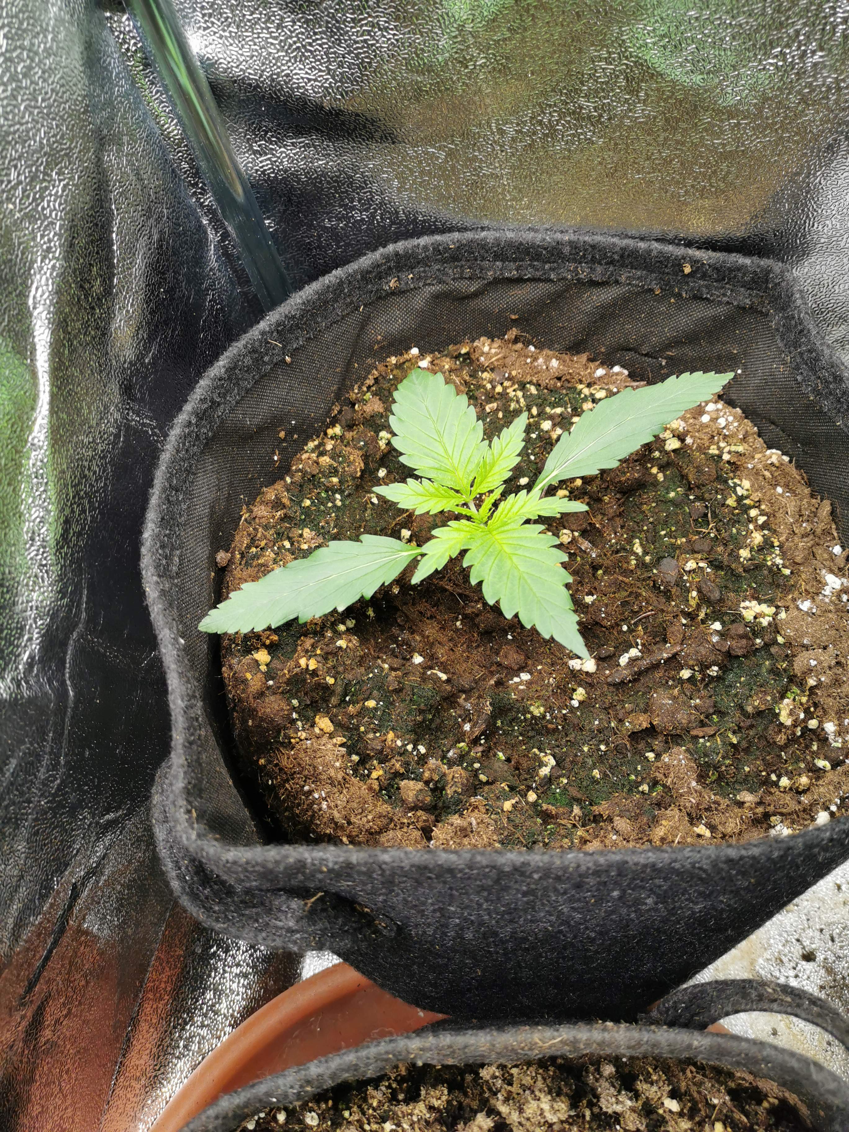 Seedsman Strawberry Cheesecake Auto grow diary (journal) week2 by Hasse ...