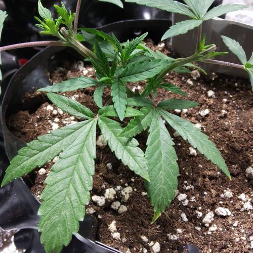 Blueberry, Purple Afghan Kush, Chocolate Mint OG grow journal by ...
