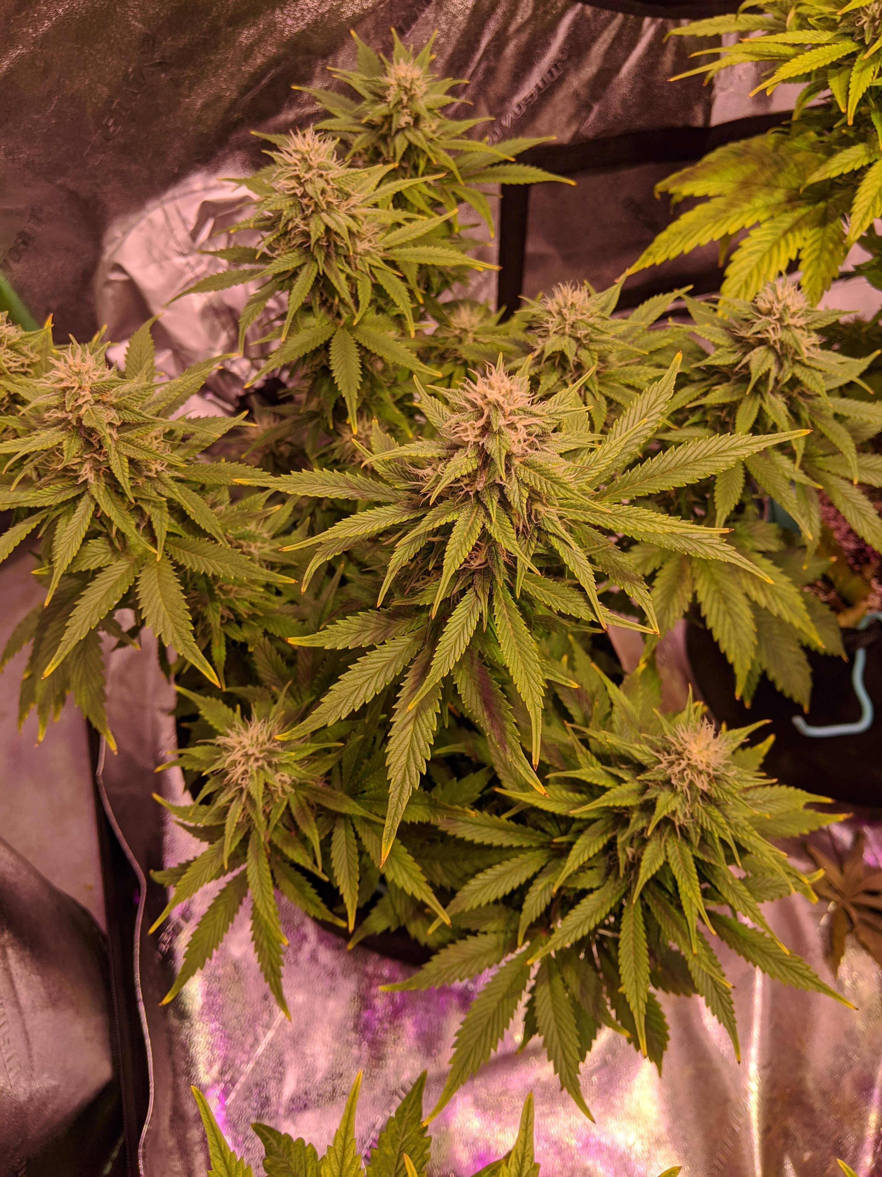 Fast Buds Gorilla Auto grow diary (journal) week8 by Newbnugz76 ...