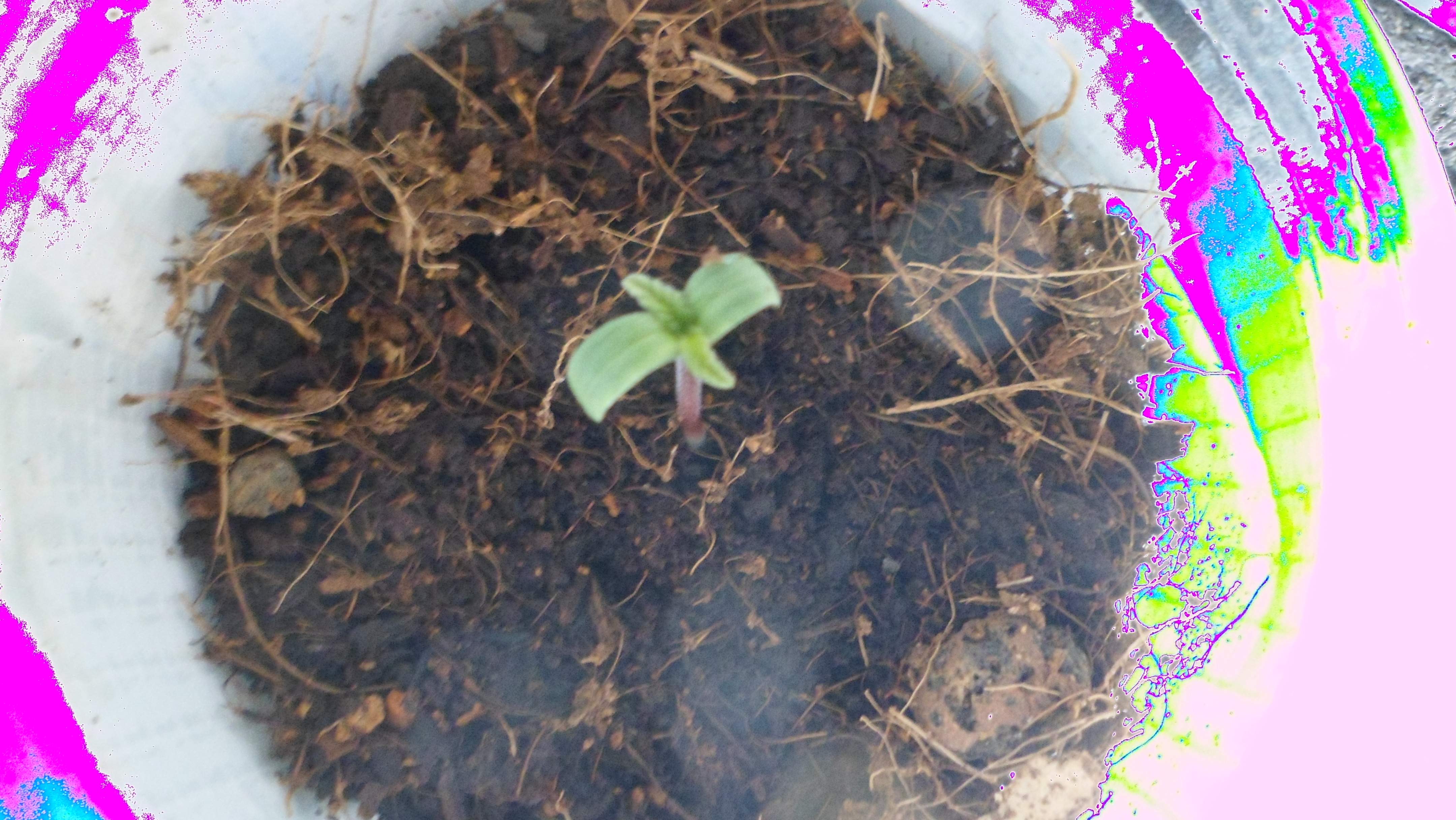 Emerald Triangle Seeds Bubba 76 grow diary (journal) week1 by ...