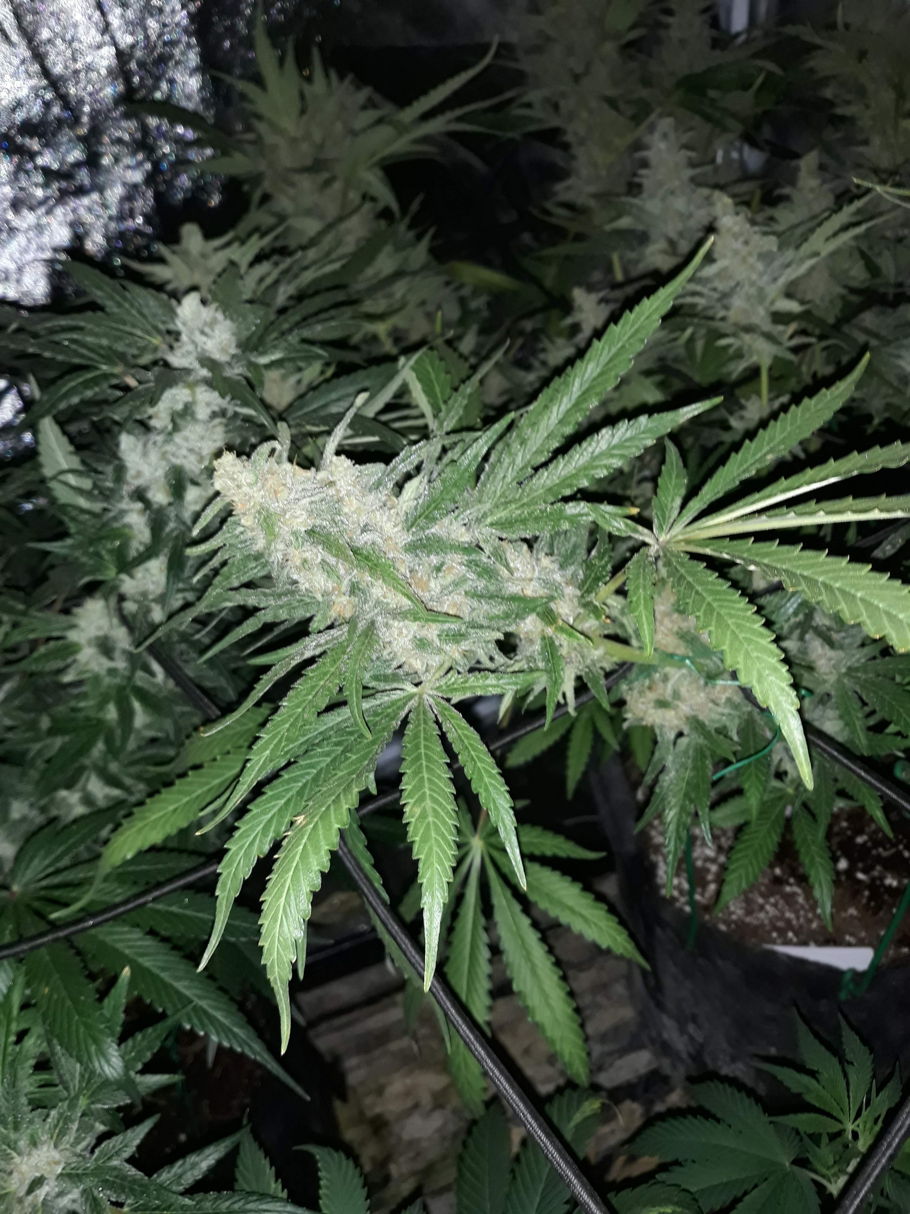 Royal Queen Seeds Purple Queen grow diary (journal) week12 by ...