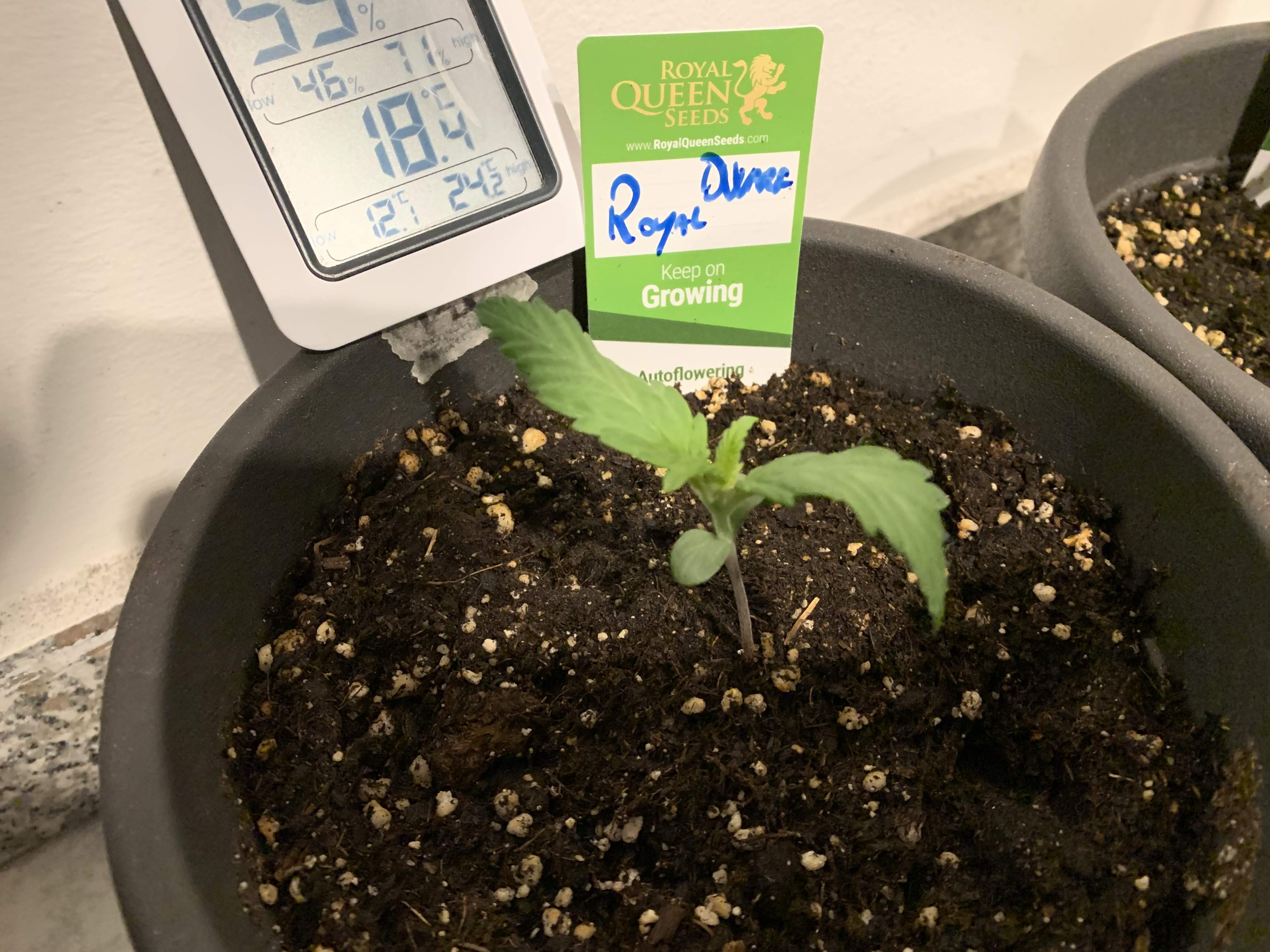 Royal Queen Seeds Royal Dwarf, Royal Queen Seeds Royal AK Automatic ...