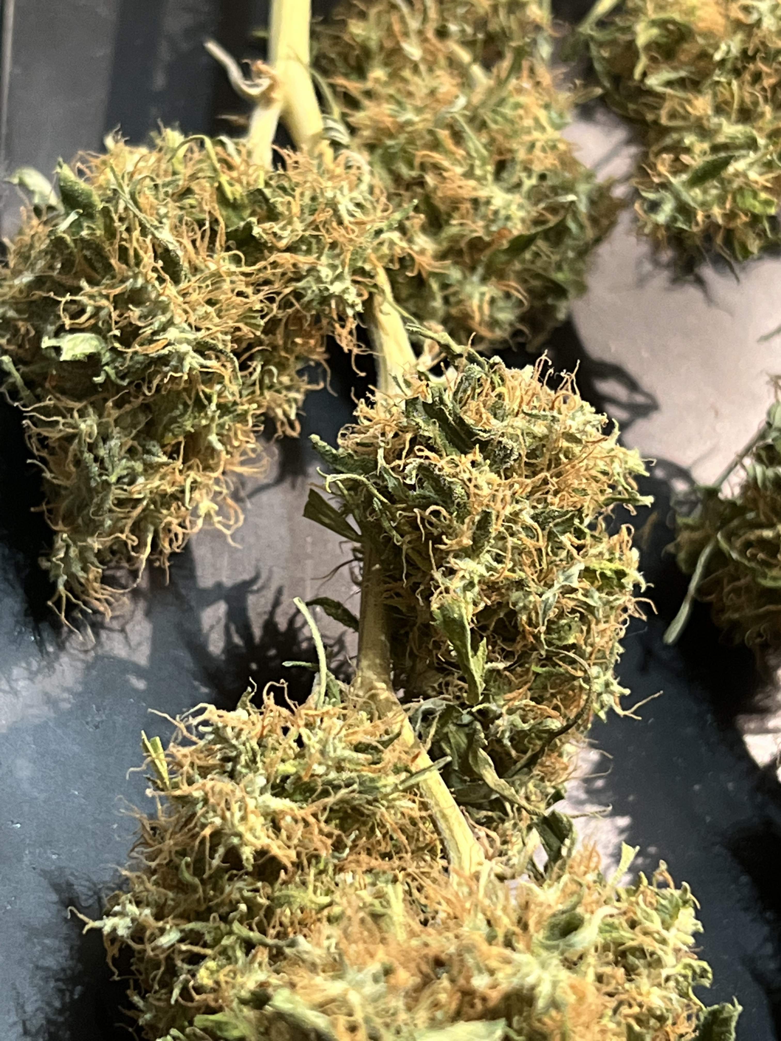 (Duckweb IBL x ED SWAG Auto) x Blue Booby F1 / TerpyZ X Kalyseeds: photos - GrowDiaries