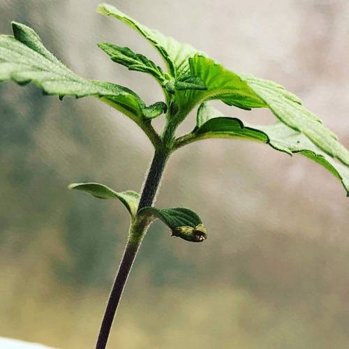 Rainbow Kush grow journal by JbudzMI - GrowDiaries