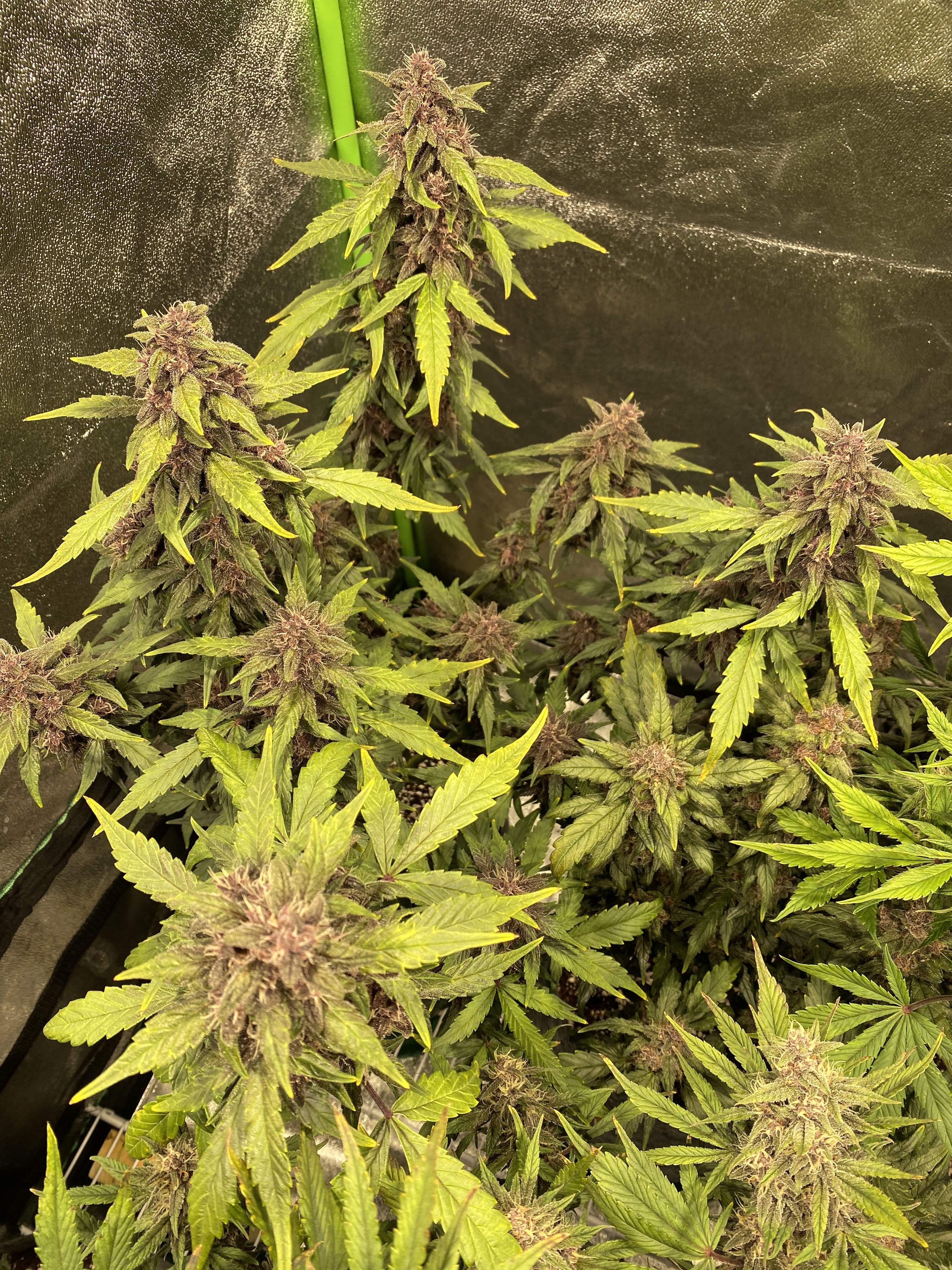 Fast Buds Fastberry Auto grow diary (journal) week8 by ...