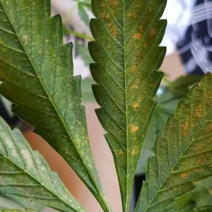 Dark Devil Auto® / Sweet Seeds strain info - GrowDiaries