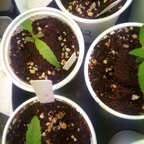 The Cali Connection Alien OG, Dungeons Vault Genetics Foul Mouth ...