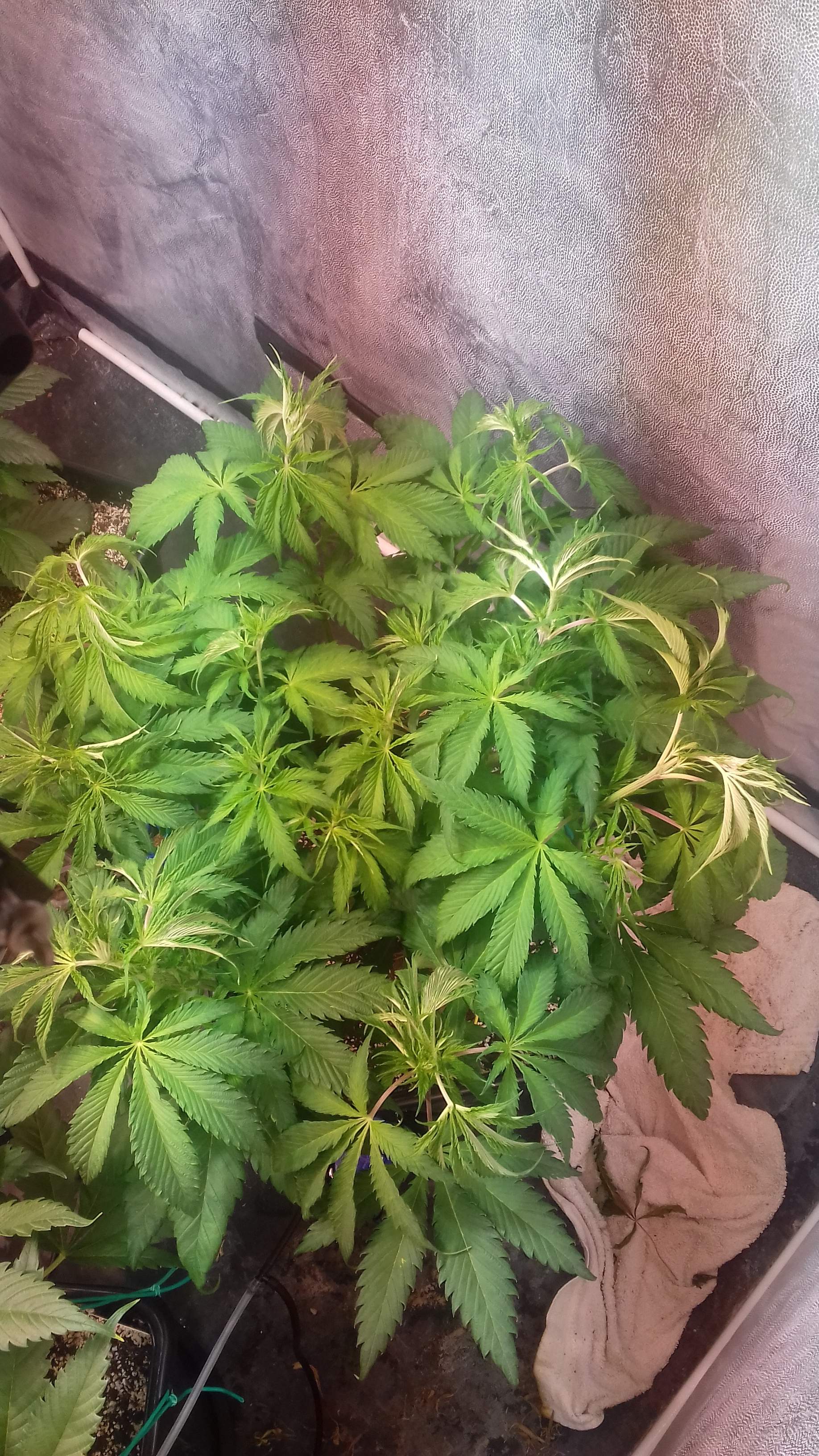 Exotic Seed Herz OG, Dinafem Blue Cheese, Blk.seeds Mazar grow diary ...