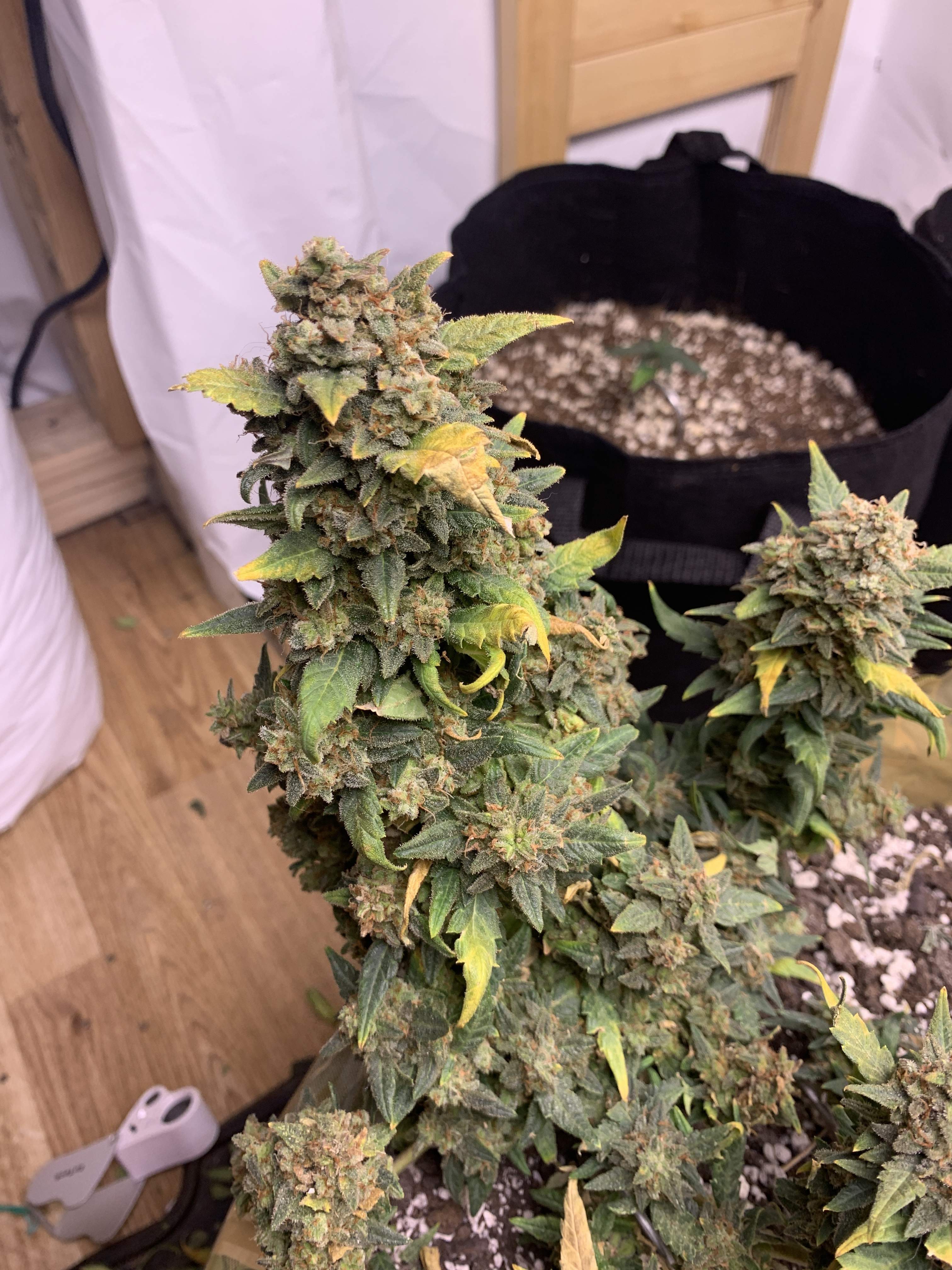 Fast Buds Sour Diesel Auto grow diary (journal) harvest10 by ...