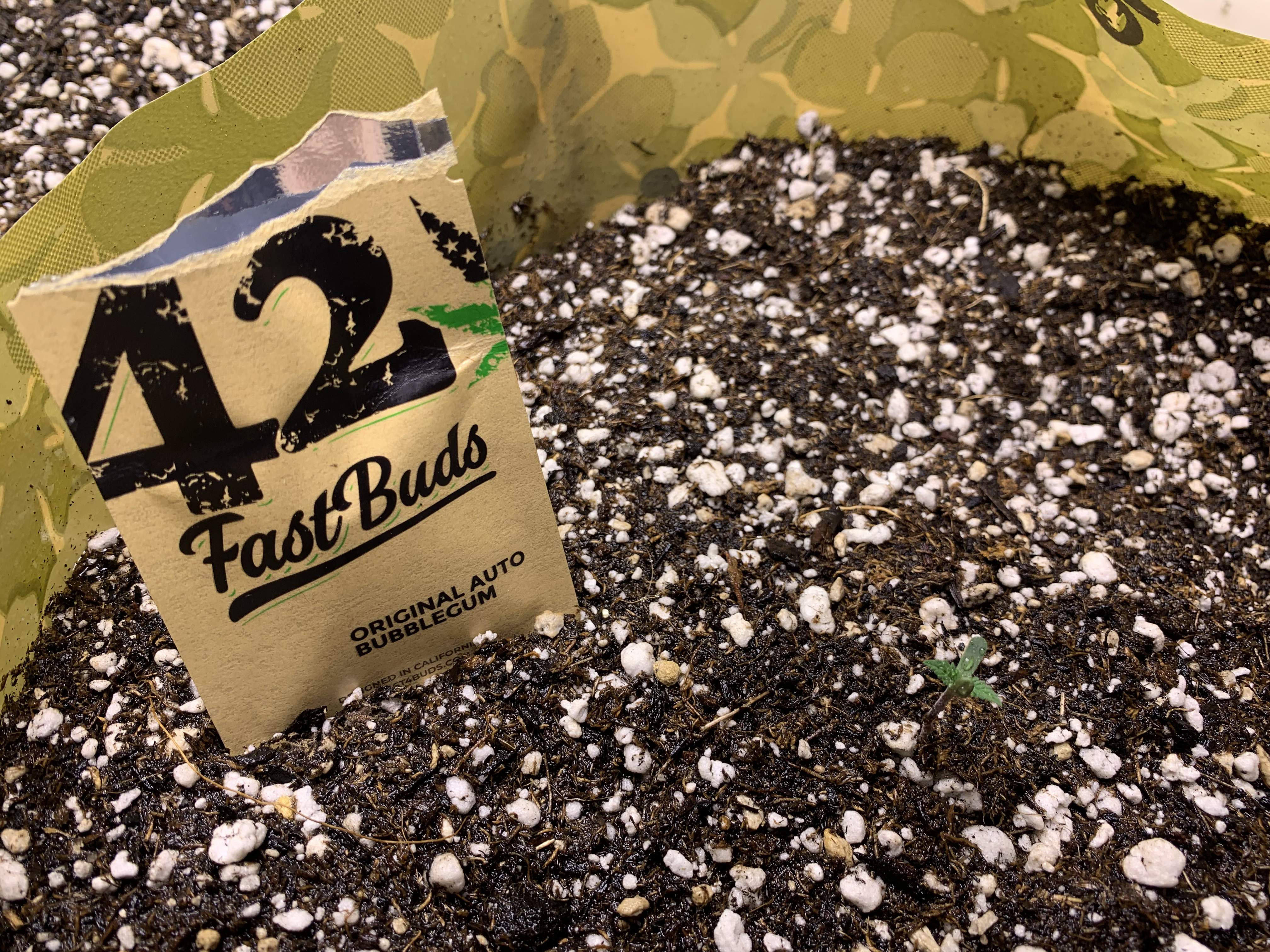 Fast Buds BubbleGum Auto 2 grow diary (journal) 2 week0 by migrower1985 ...